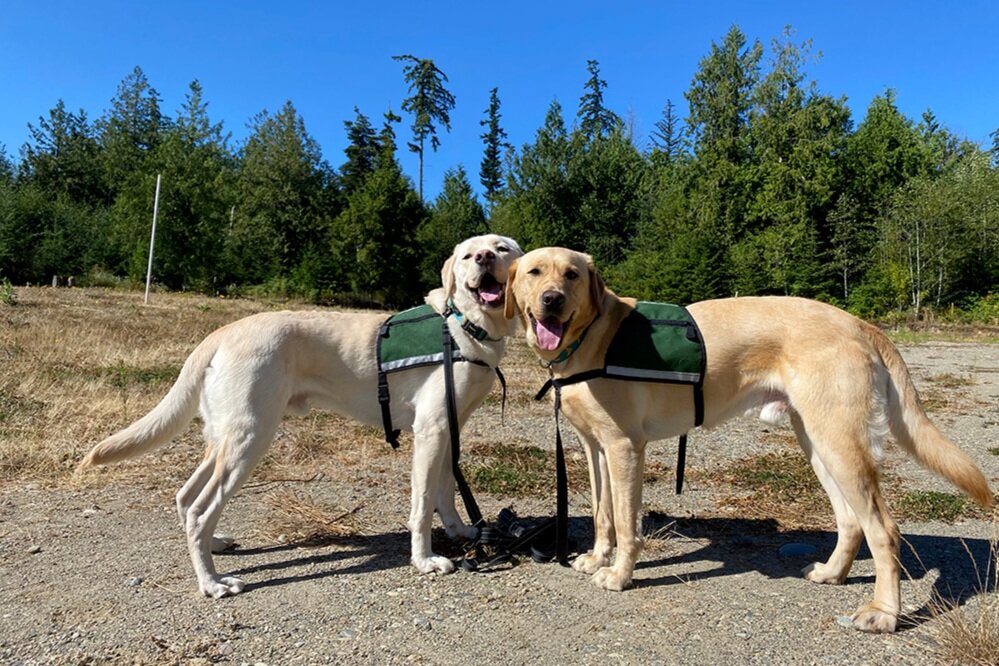 Summit Assistance Dogs