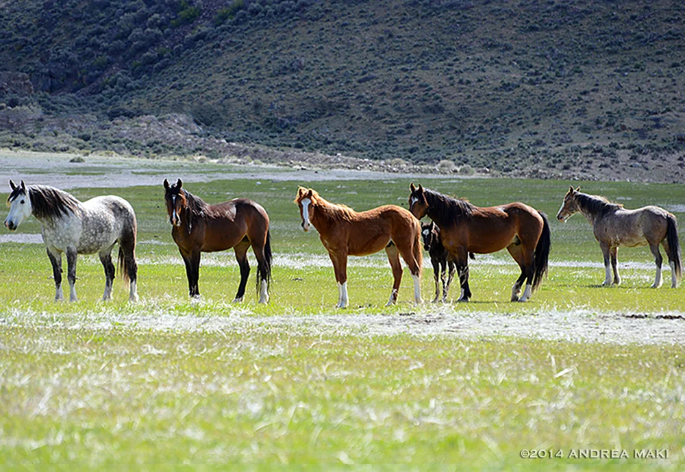 Wild Wilds — Wild Love Preserve