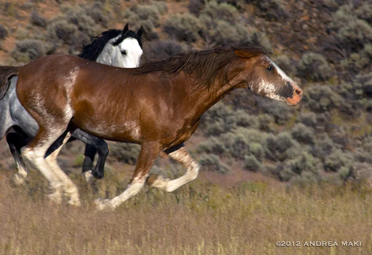 Wild Wilds — Wild Love Preserve
