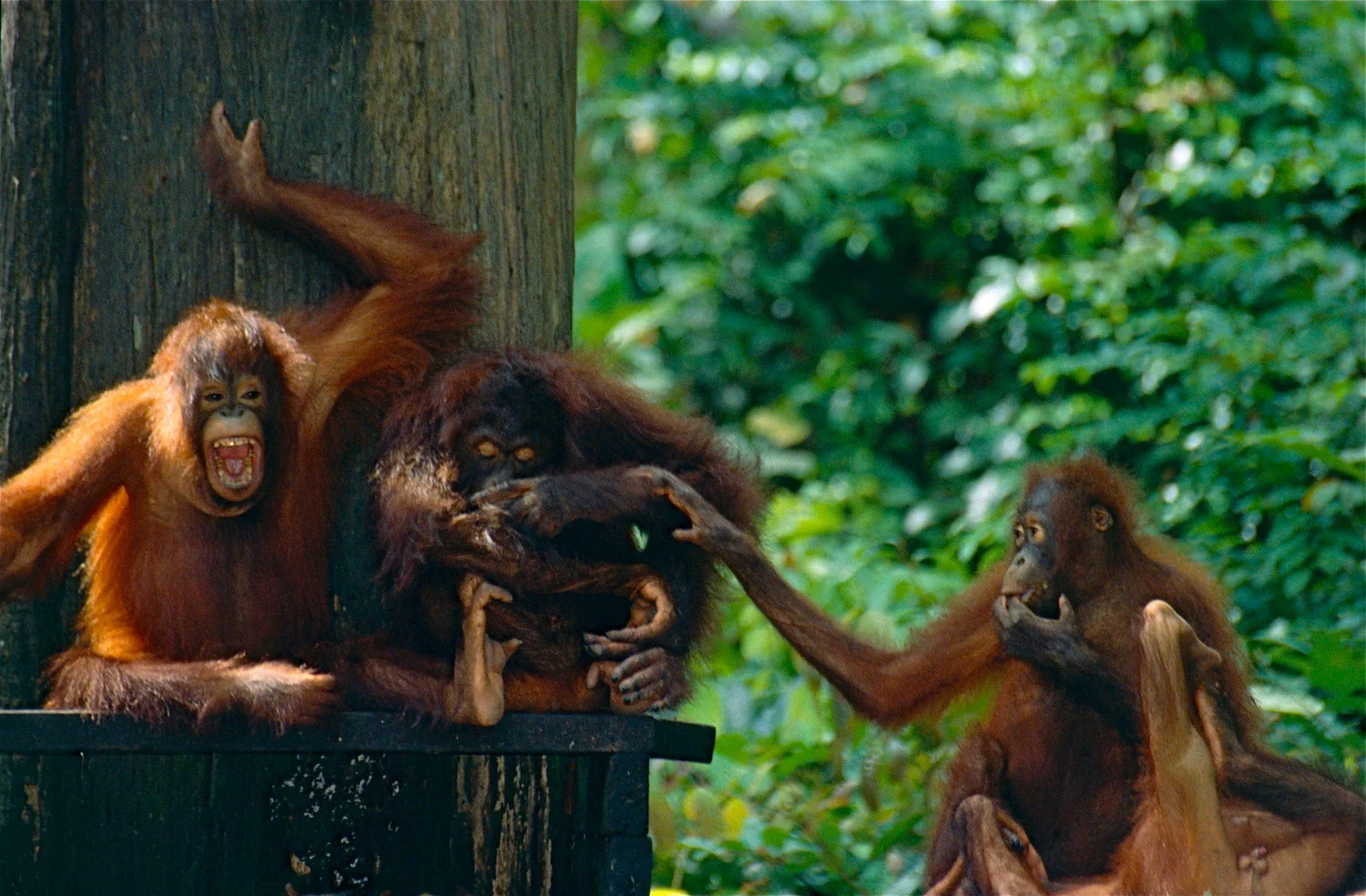 Biruté Galdika: The Champion of Orangutans — Science Delivered