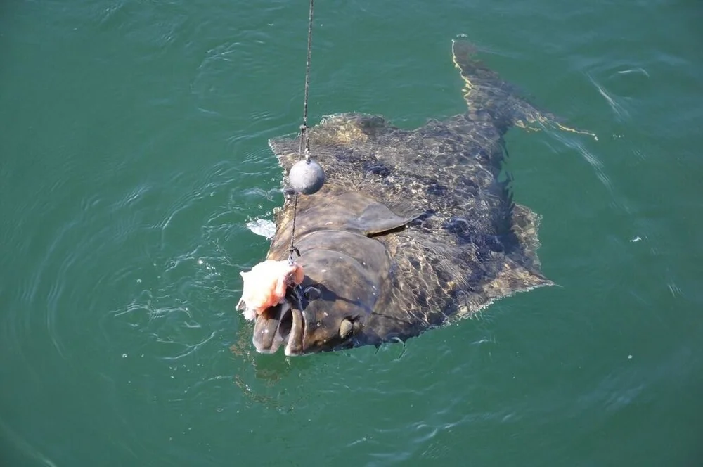 Top Halibut Fishing in Alaska