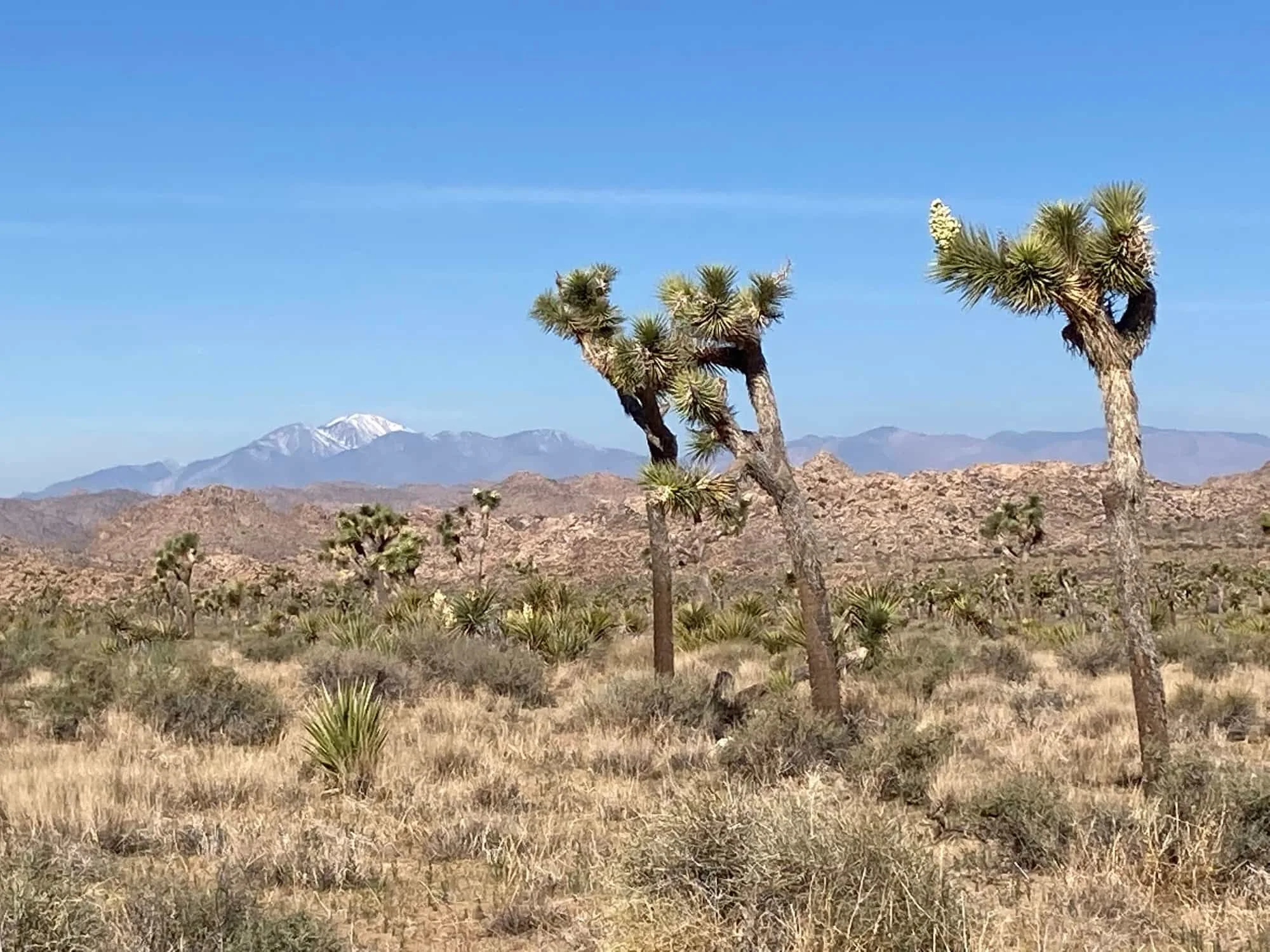 15 Incredible Joshua Tree Hikes to Explore the Desert — She Dreams Of ...