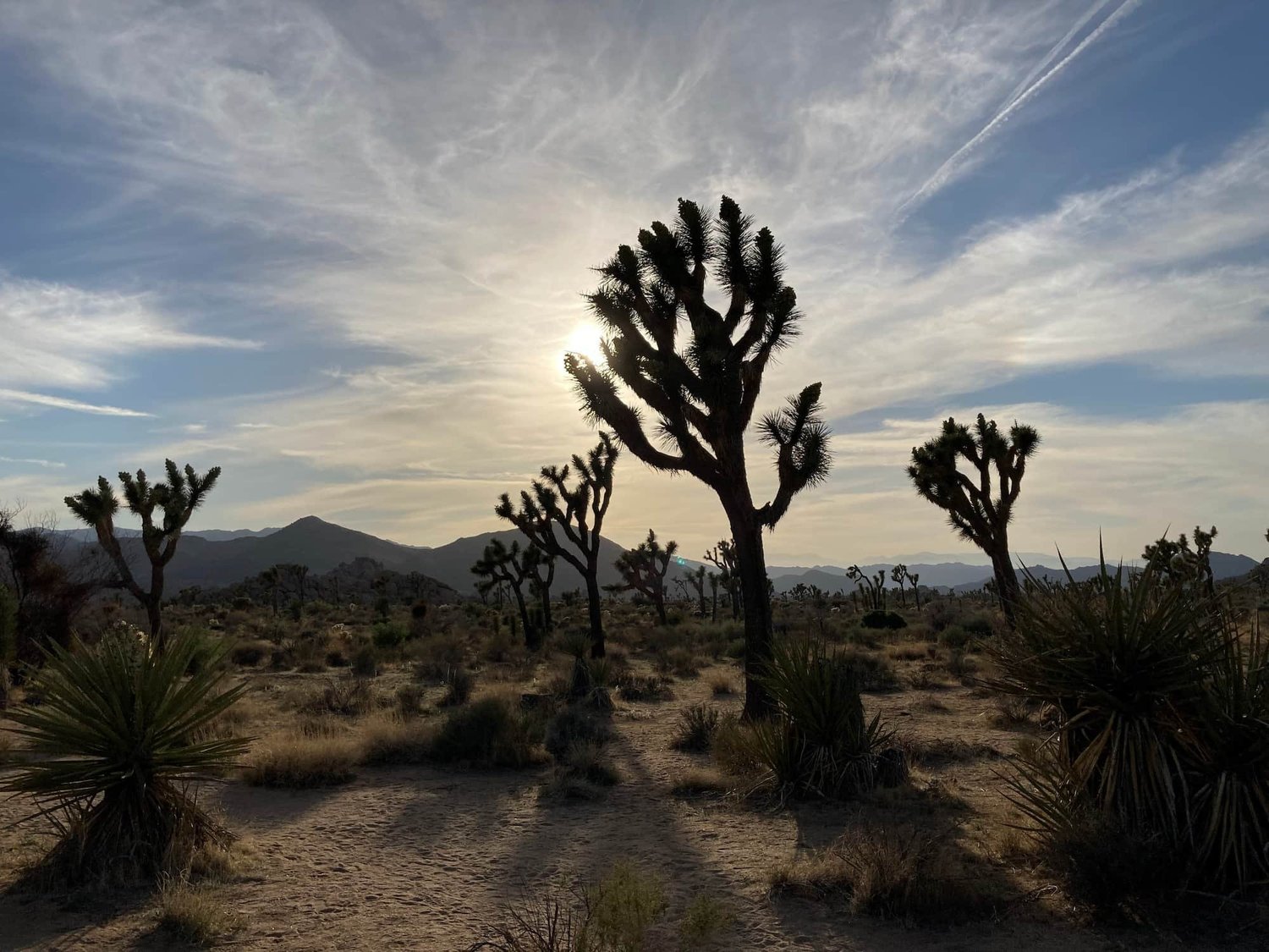 15 Incredible Joshua Tree Hikes to Explore the Desert — She Dreams Of ...