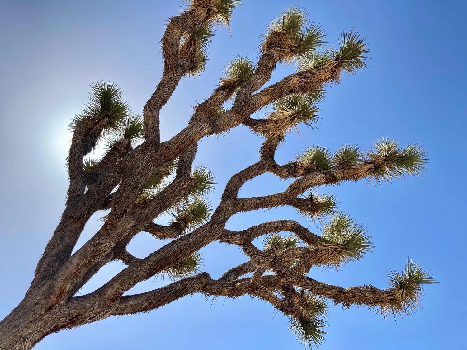 15 Incredible Joshua Tree Hikes to Explore the Desert — She Dreams Of ...
