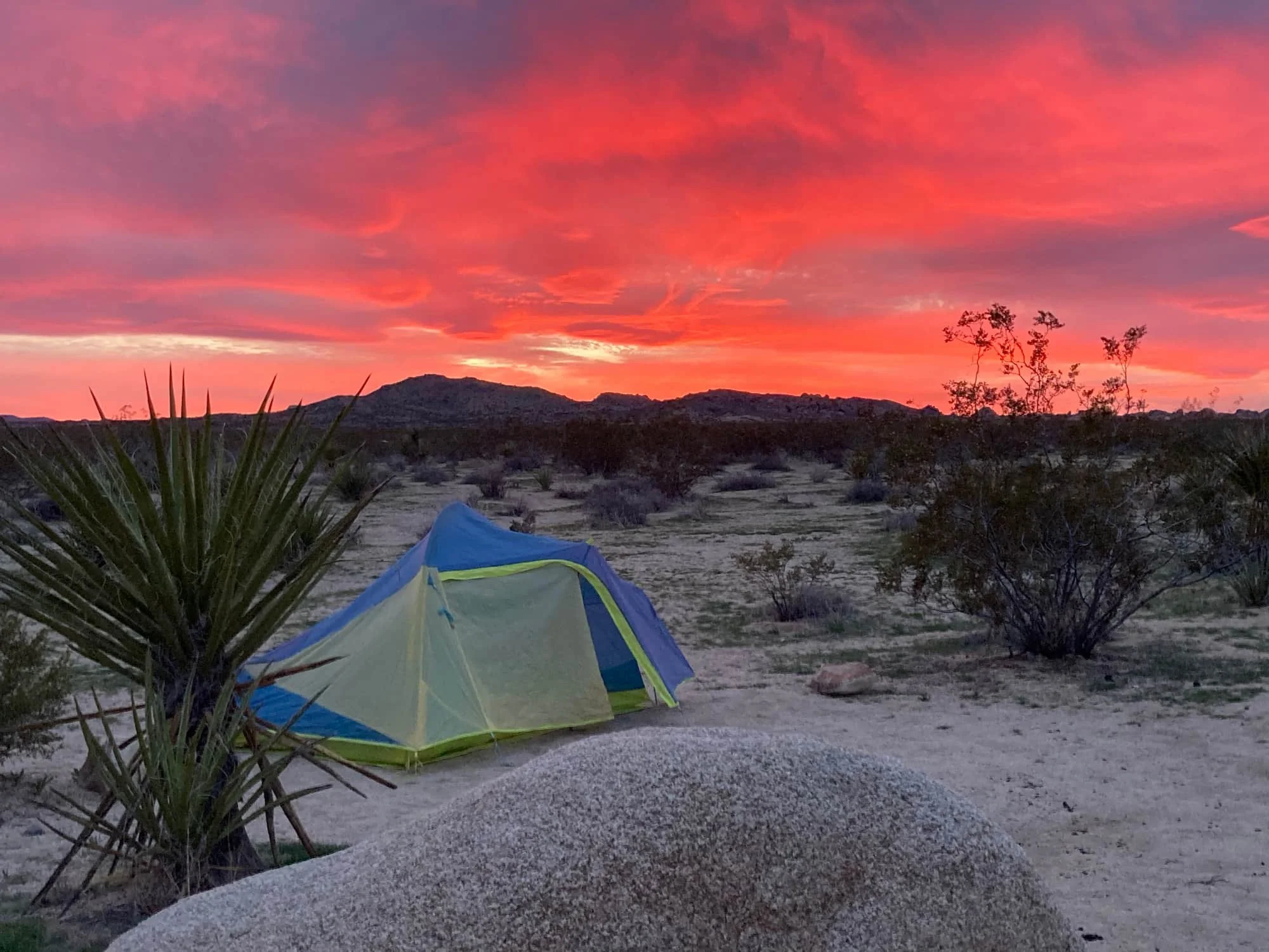 15 Incredible Joshua Tree Hikes to Explore the Desert — She Dreams Of ...