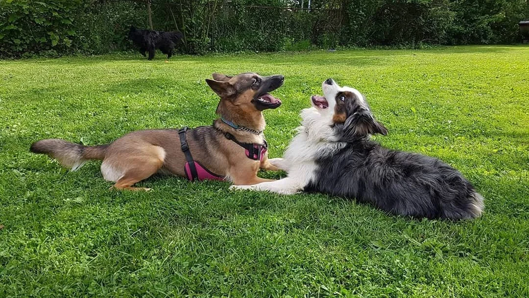 Socialization = Exposure not Interaction: Safely Socializing your Puppy ...