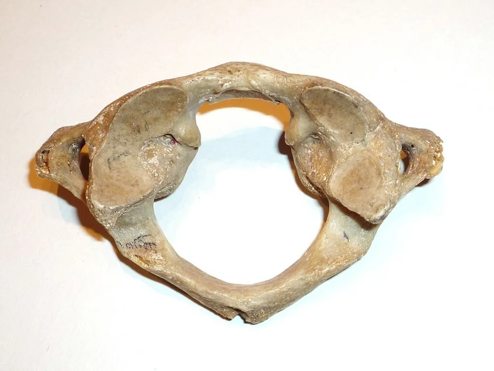 Berachot 28b ~ How Many Vertebrae Do We Have? — Talmudology