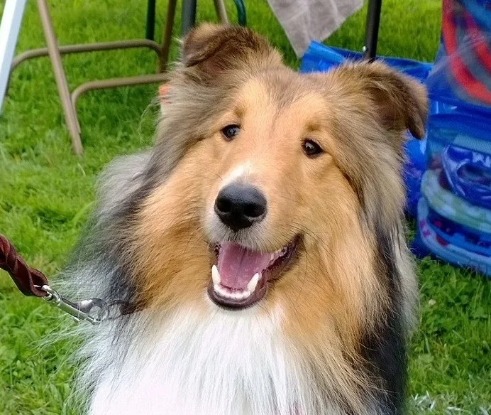 The Greater Racine Kennel Club-Trials & Shows