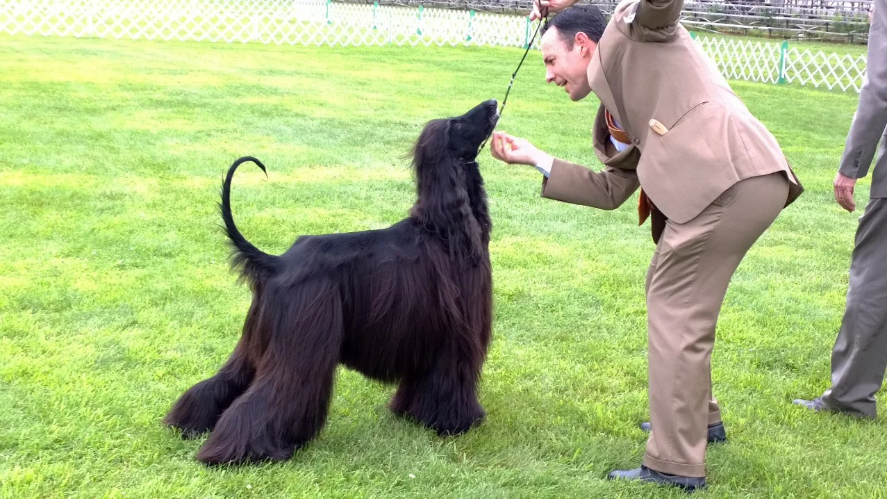 The Greater Racine Kennel Club-Trials & Shows