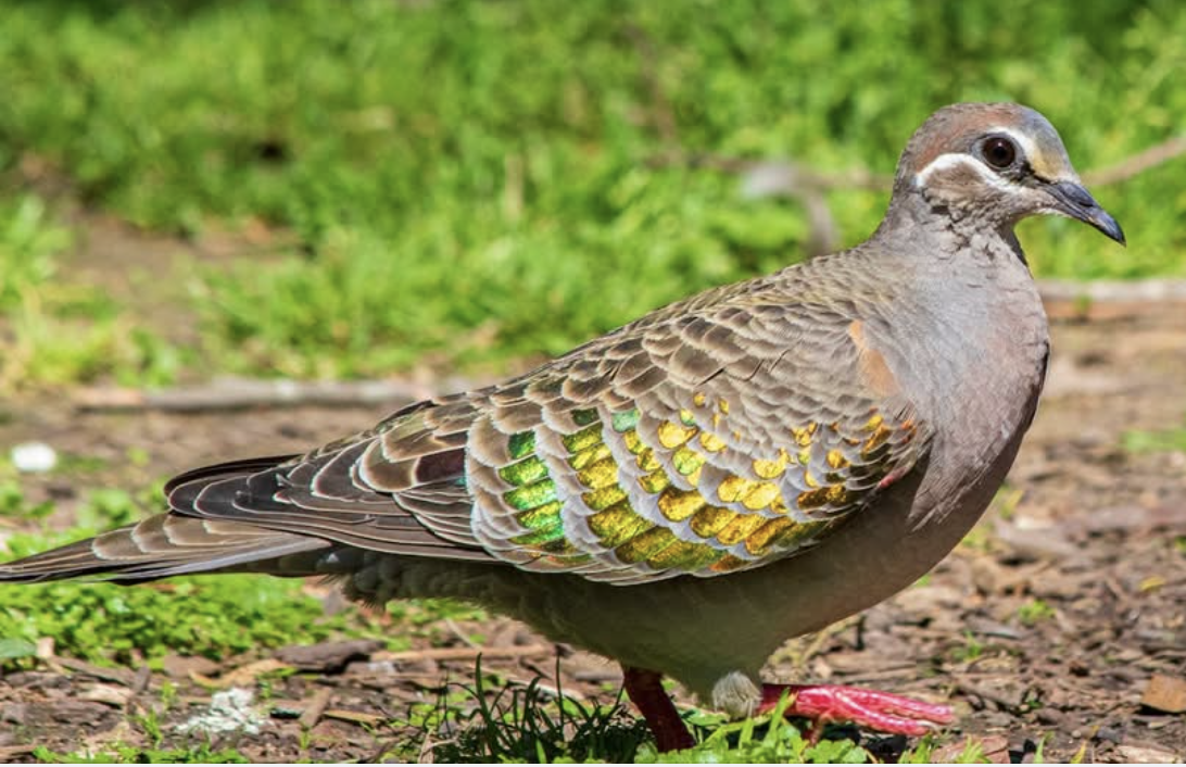 Ray Brown's Talkin' Birds