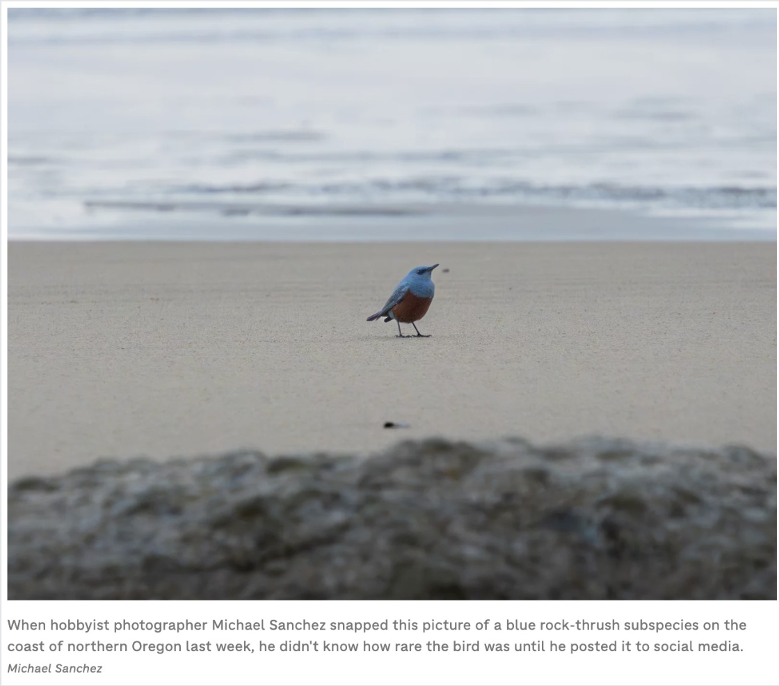 Ray Brown's Talkin' Birds