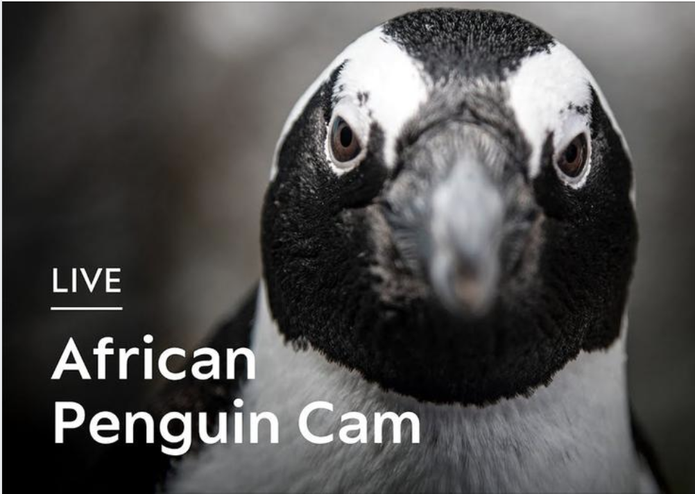 Ray Brown's Talkin' Birds