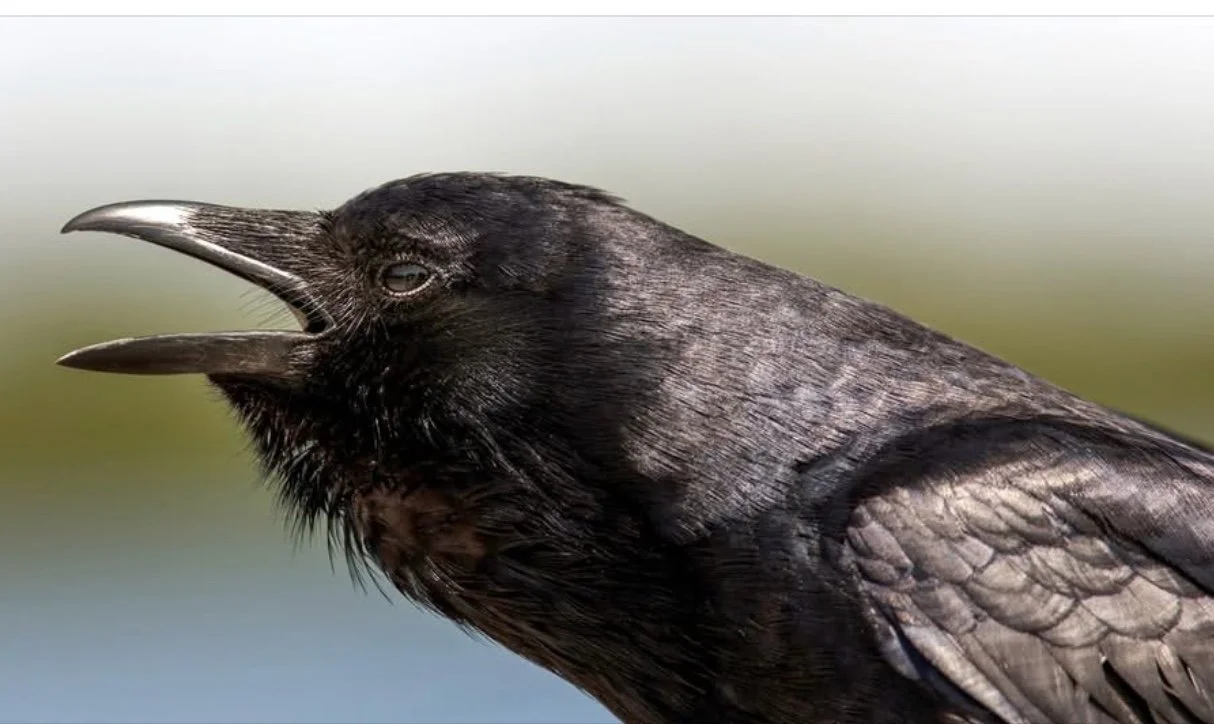 Ray Brown's Talkin' Birds