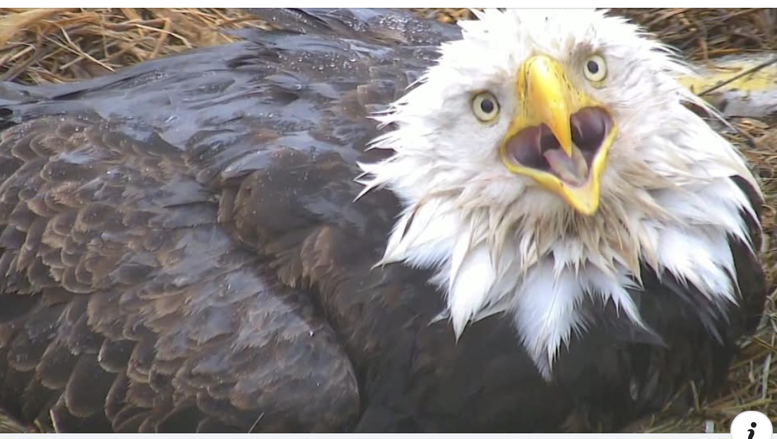 Ray Brown's Talkin' Birds