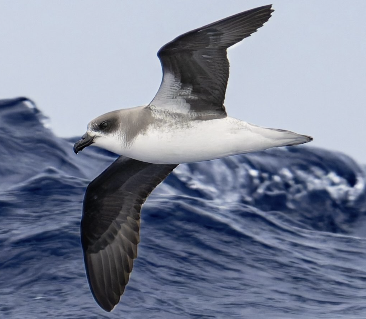 Ray Brown's Talkin' Birds