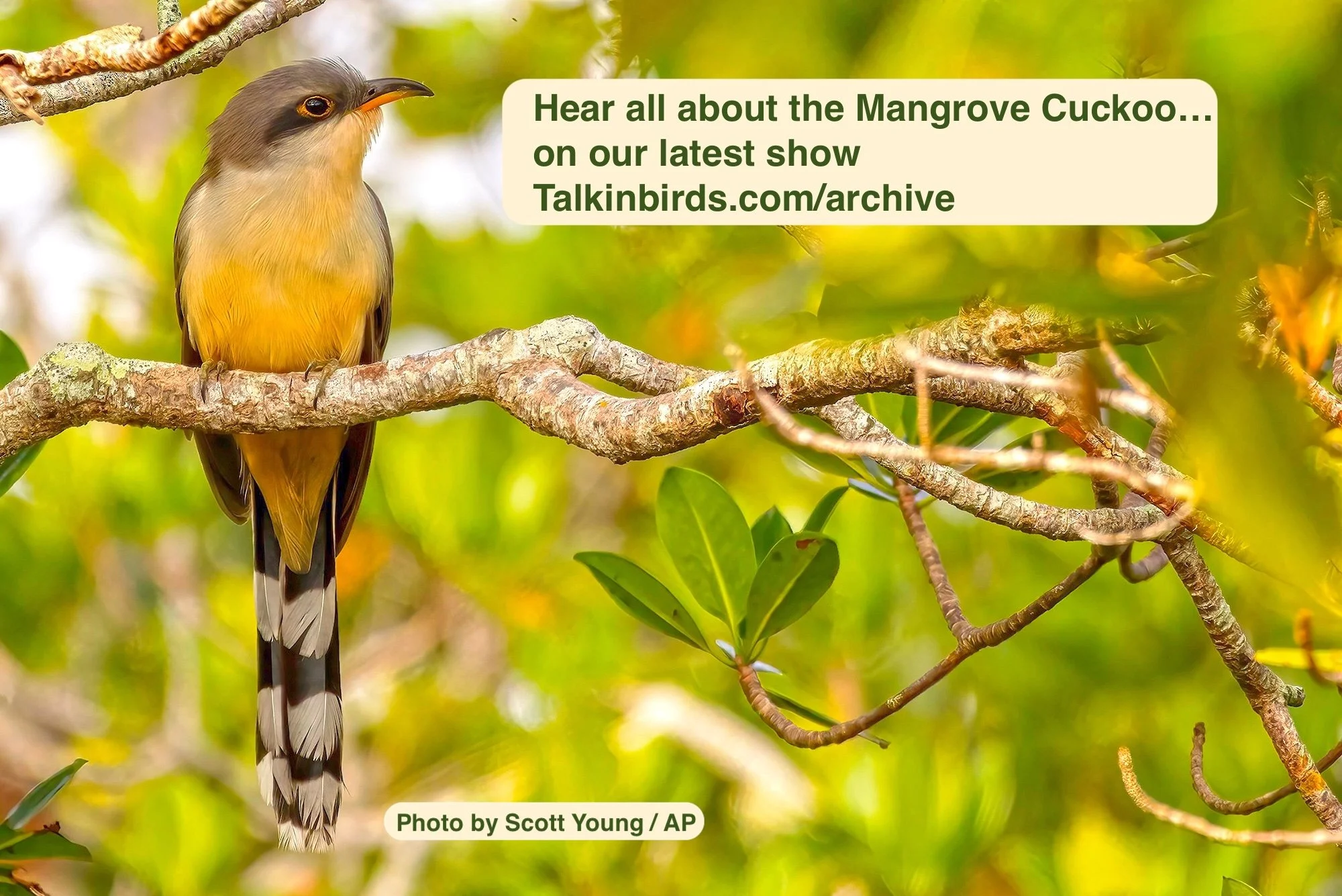 Ray Brown's Talkin' Birds