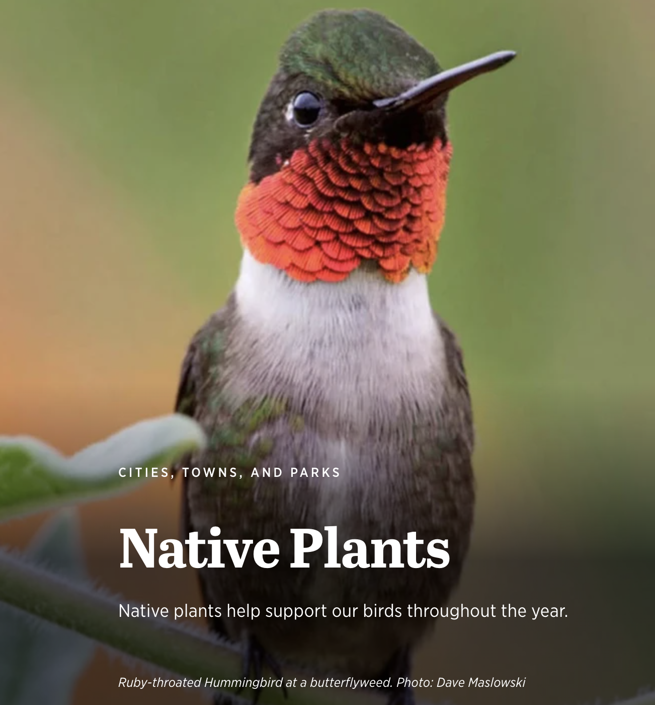 Ray Brown's Talkin' Birds