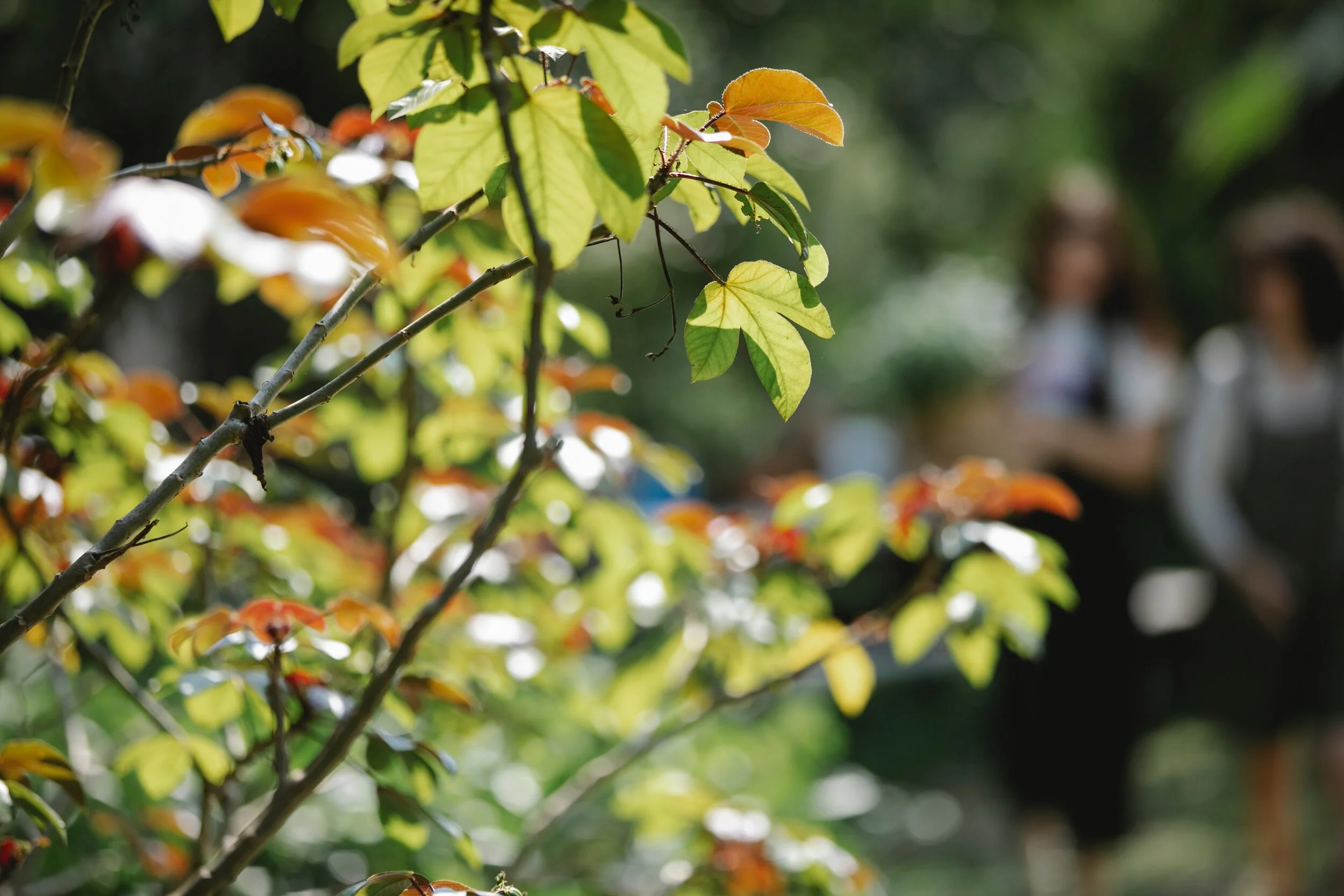 Episode 113: Feng Shui 101: Follow the Qi — Holistic Spaces