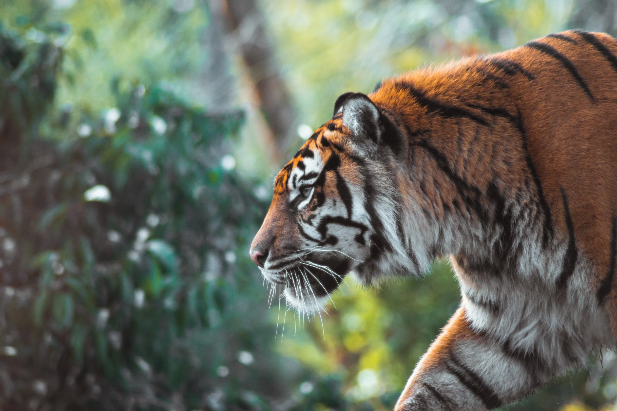 Forecast for the Year of the Water Tiger with Tiff Lin — Holistic Spaces