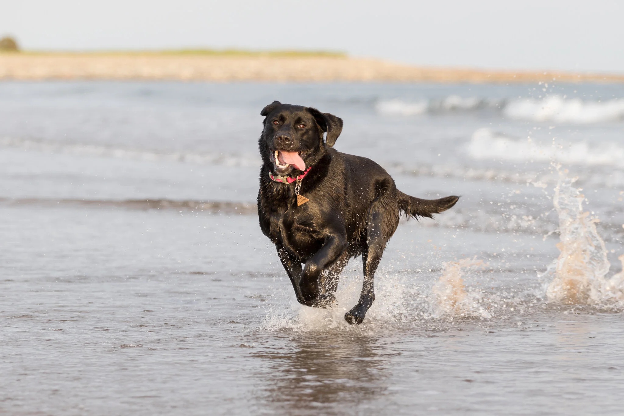 Halifax Dog Photographer - Reviews — Wet Nose Images