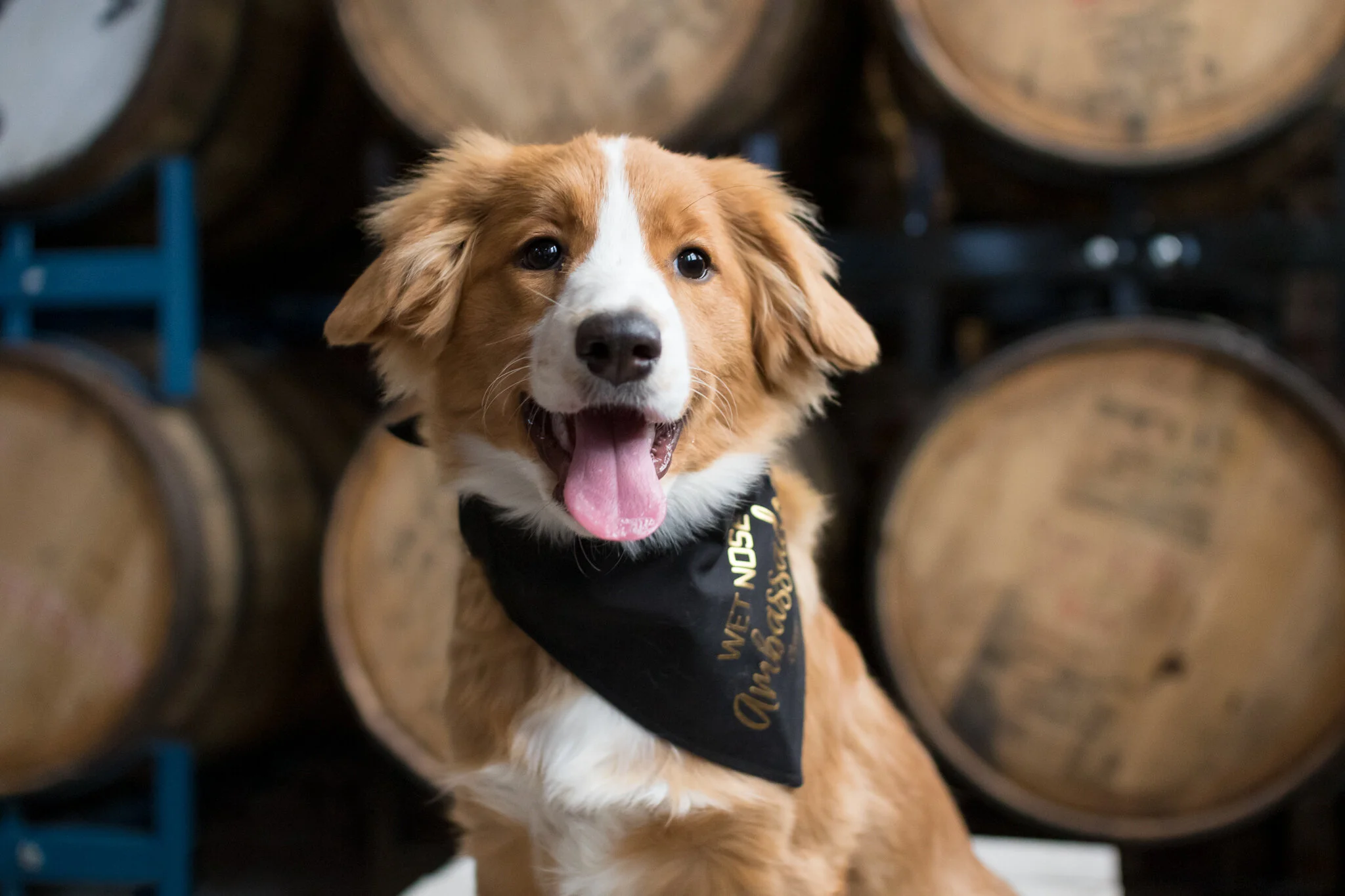 Halifax Dog Photographer - From Tiny Floof to Agility Dog: A Year in ...