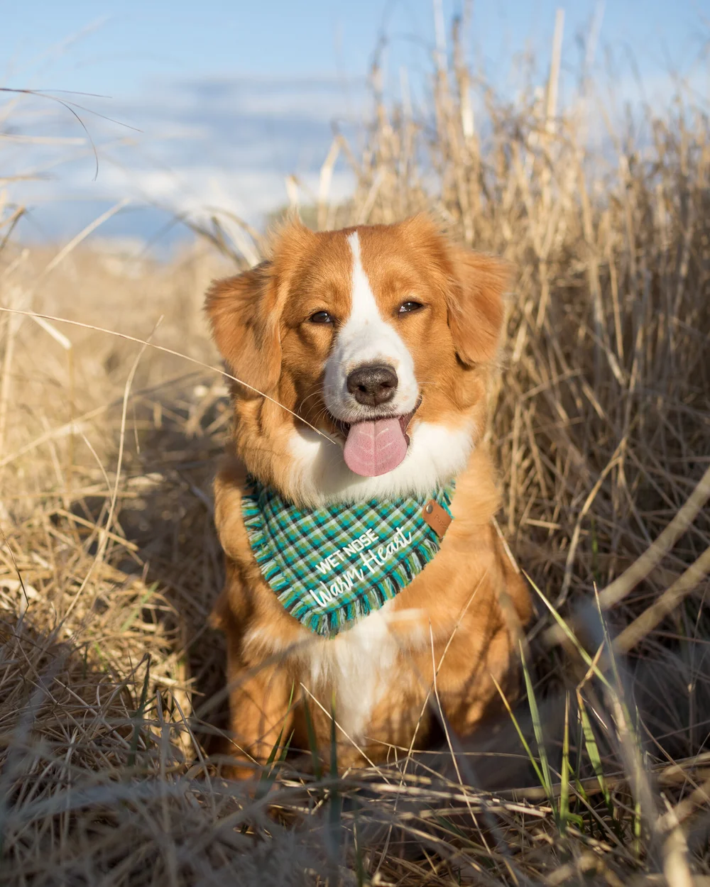 Halifax Dog Photographer - From Tiny Floof to Agility Dog: A Year in ...