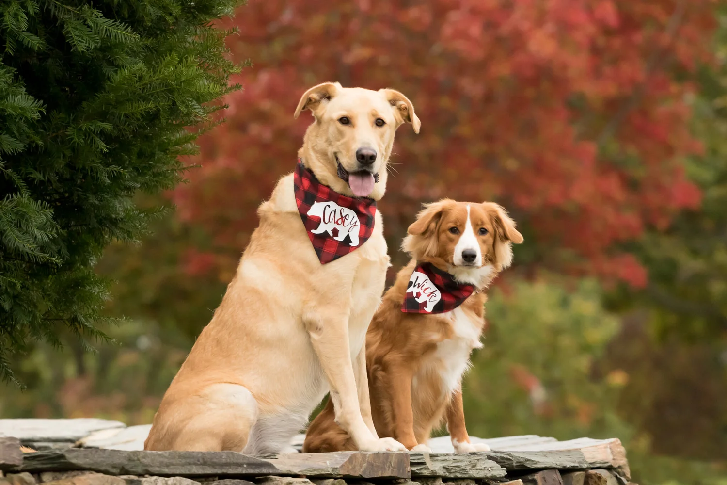 Halifax Dog Photographer - From Tiny Floof to Agility Dog: A Year in ...
