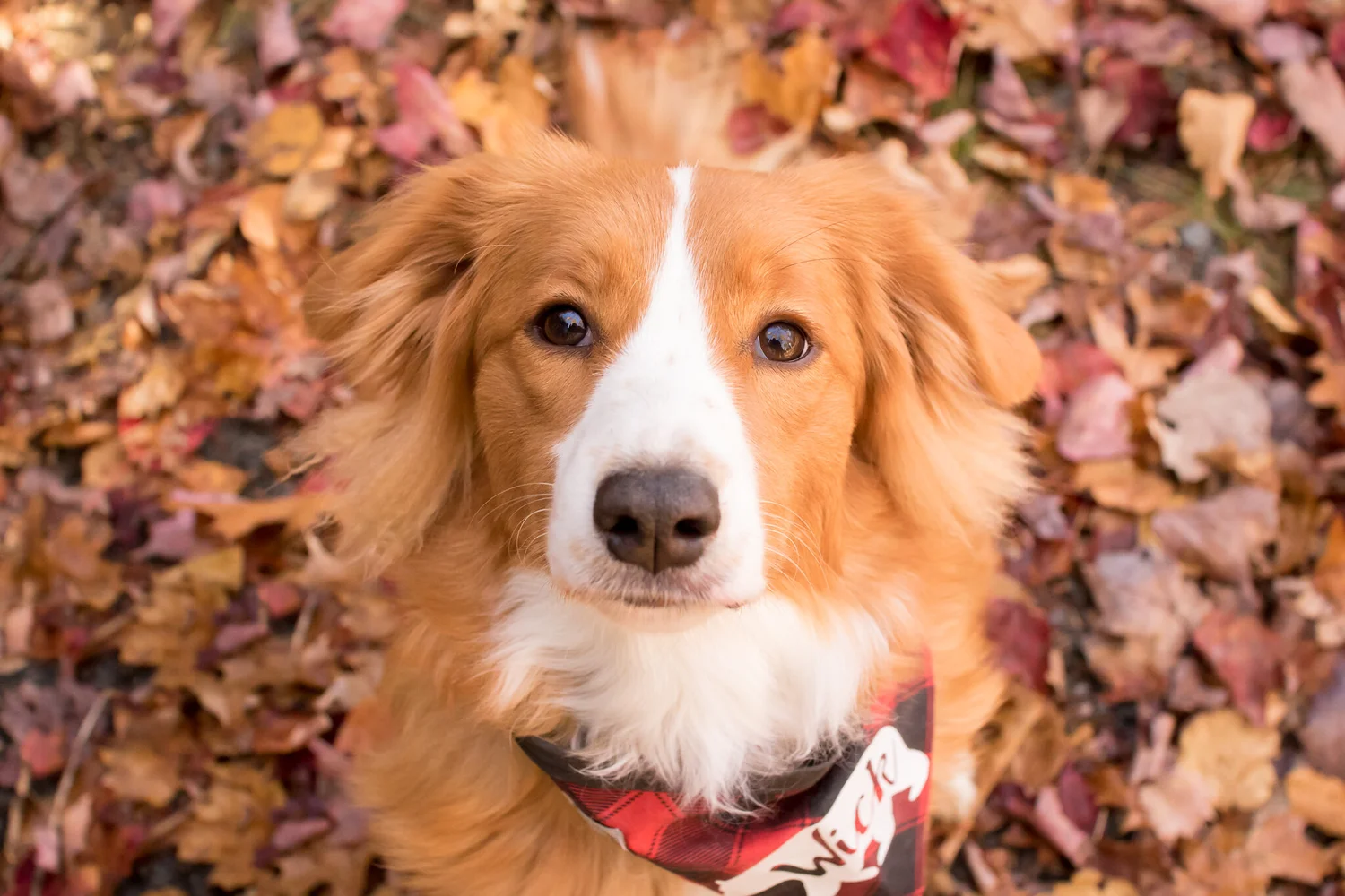 Halifax Dog Photographer - From Tiny Floof to Agility Dog: A Year in ...