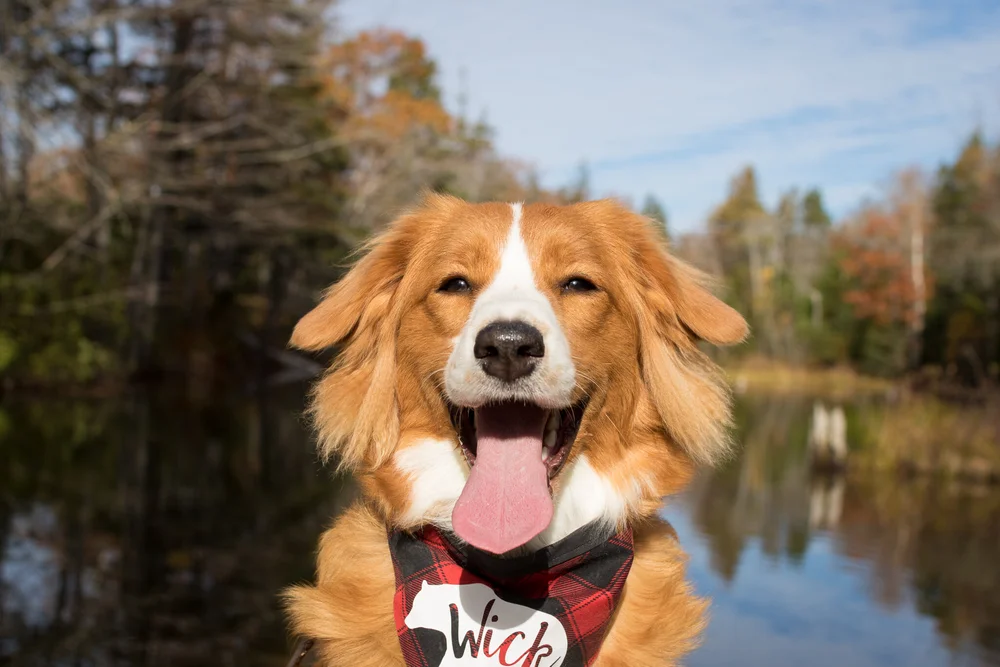 Halifax Dog Photographer - From Tiny Floof to Agility Dog: A Year in ...