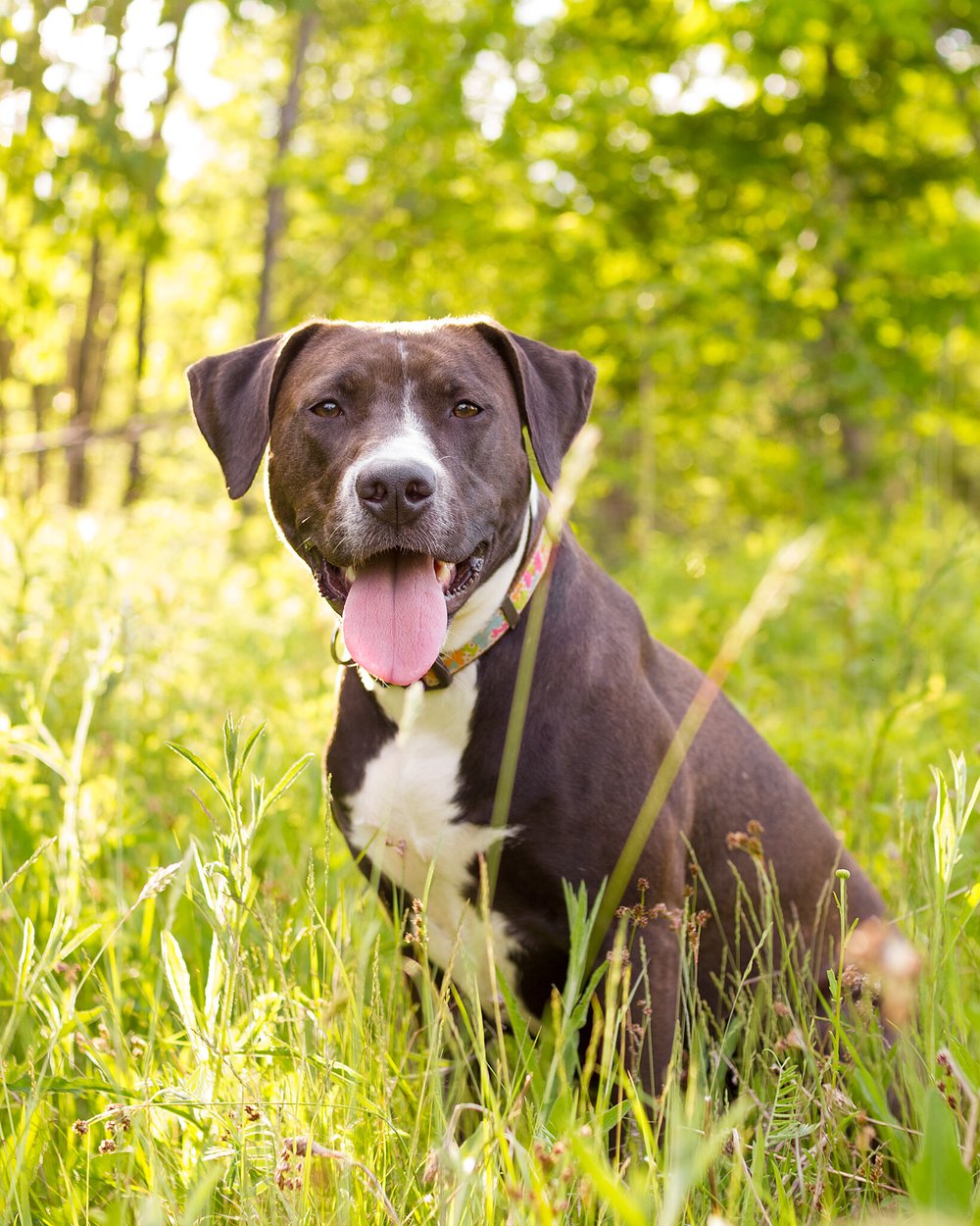 Halifax Dog Photographer - How to Teach Your Dog to Play "Find It ...