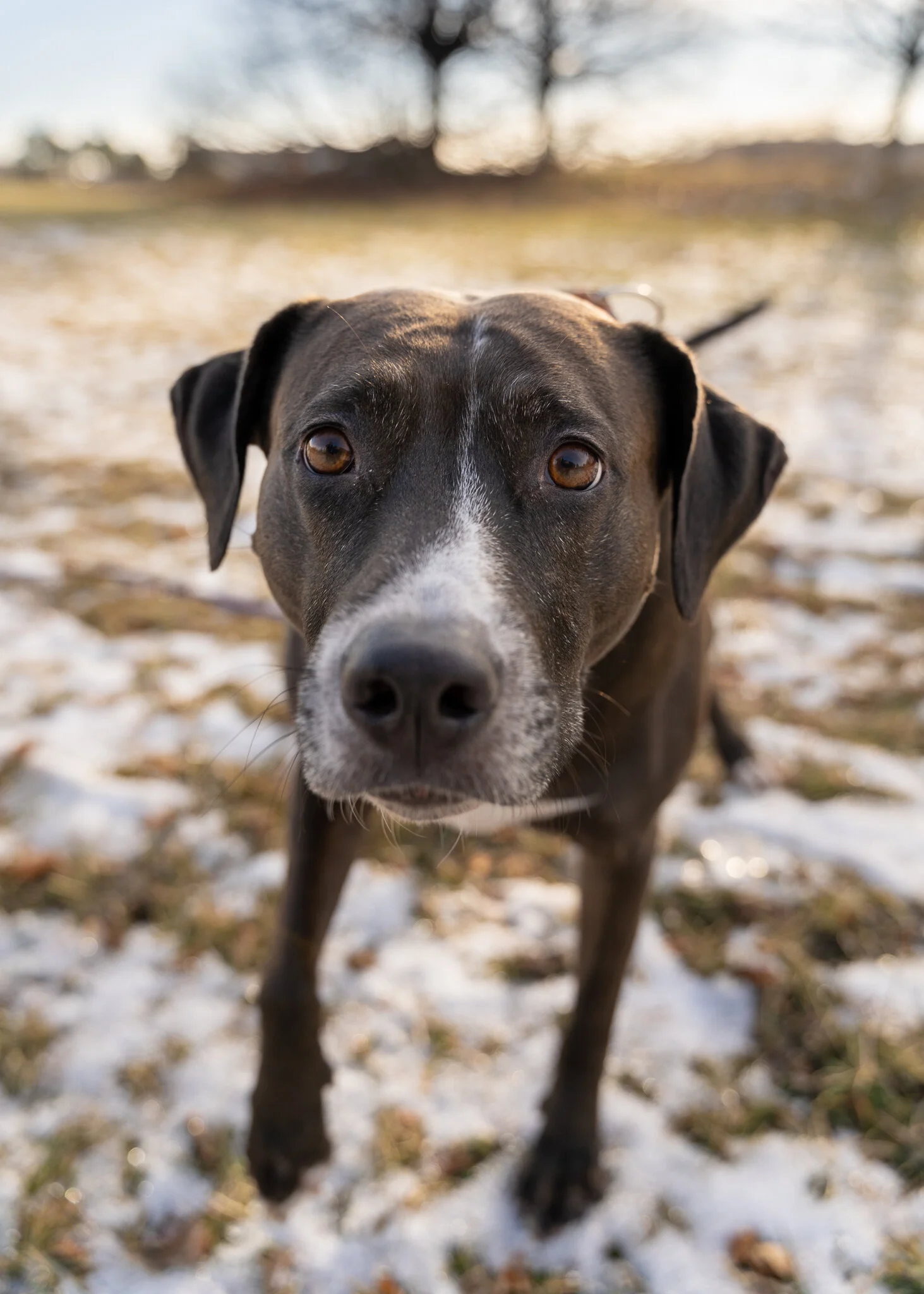Halifax Dog Photographer - How to Teach Your Dog to Play "Find It ...