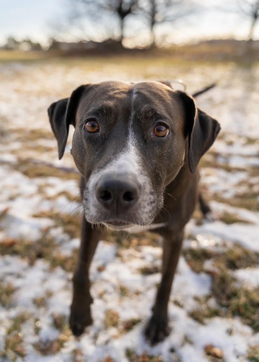 Halifax Dog Photographer - How to Teach Your Dog to Play "Find It ...