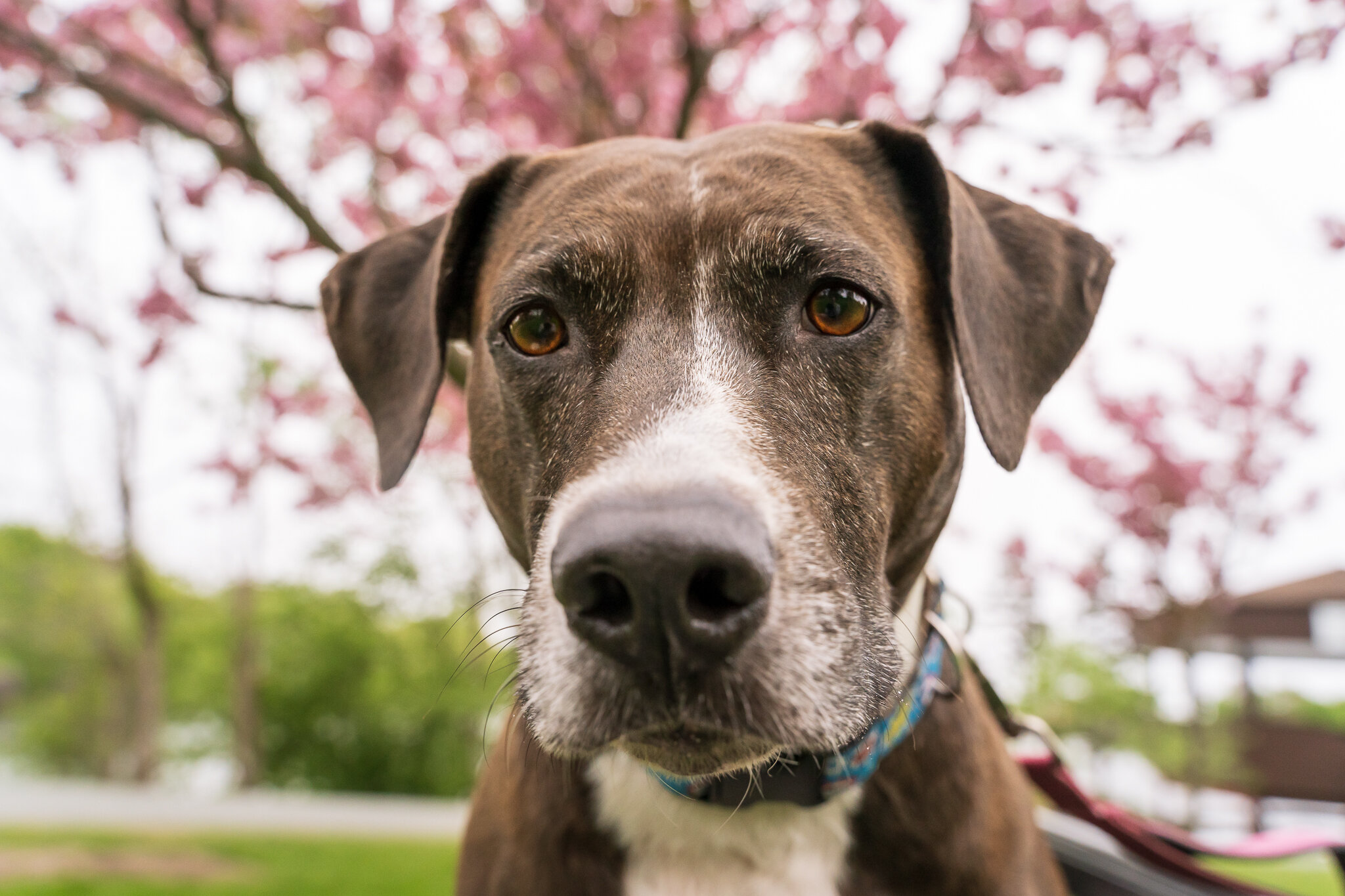 Halifax Dog Photographer - How to Teach Your Dog to Play "Find It ...