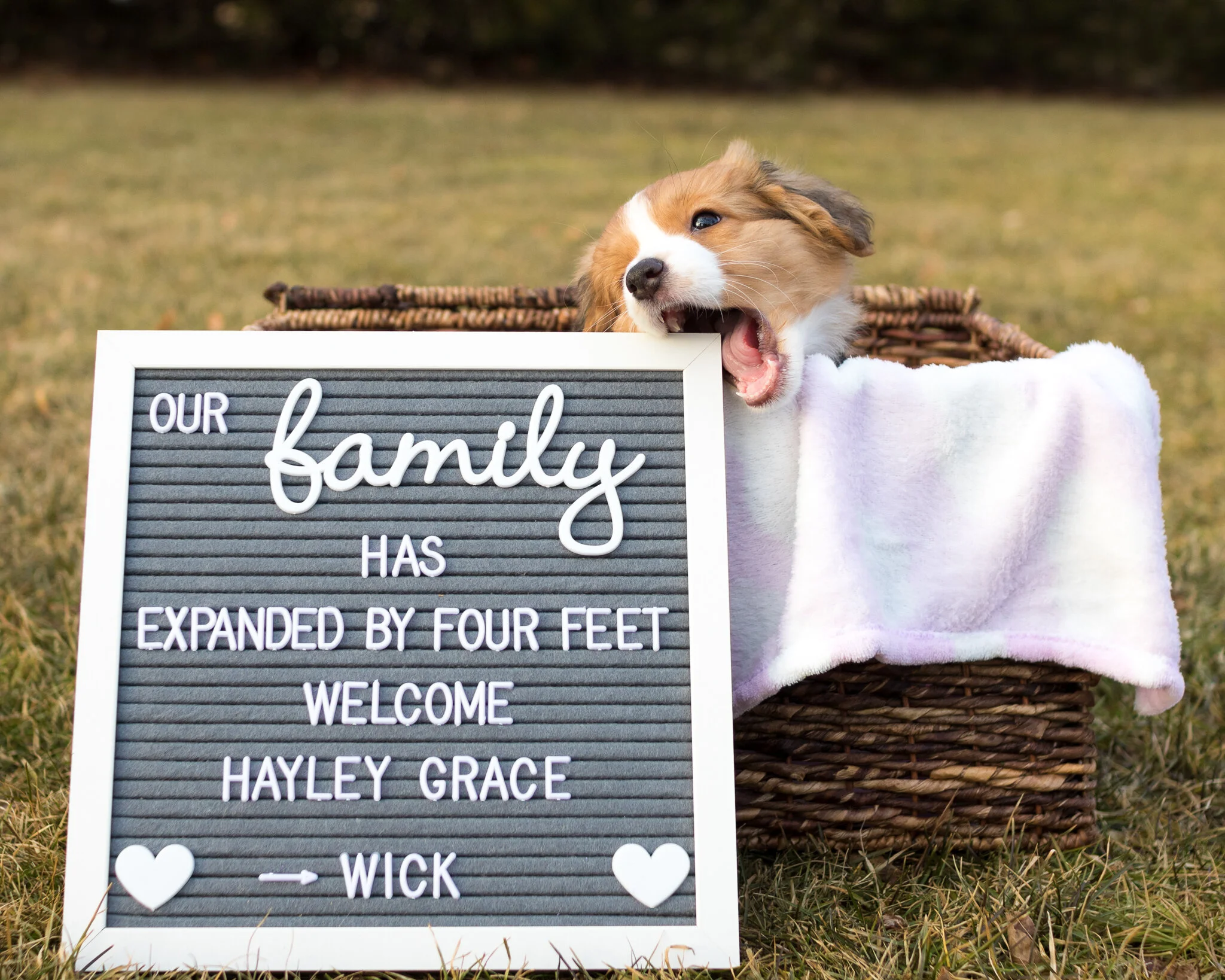 How Do You Welcome A New Puppy