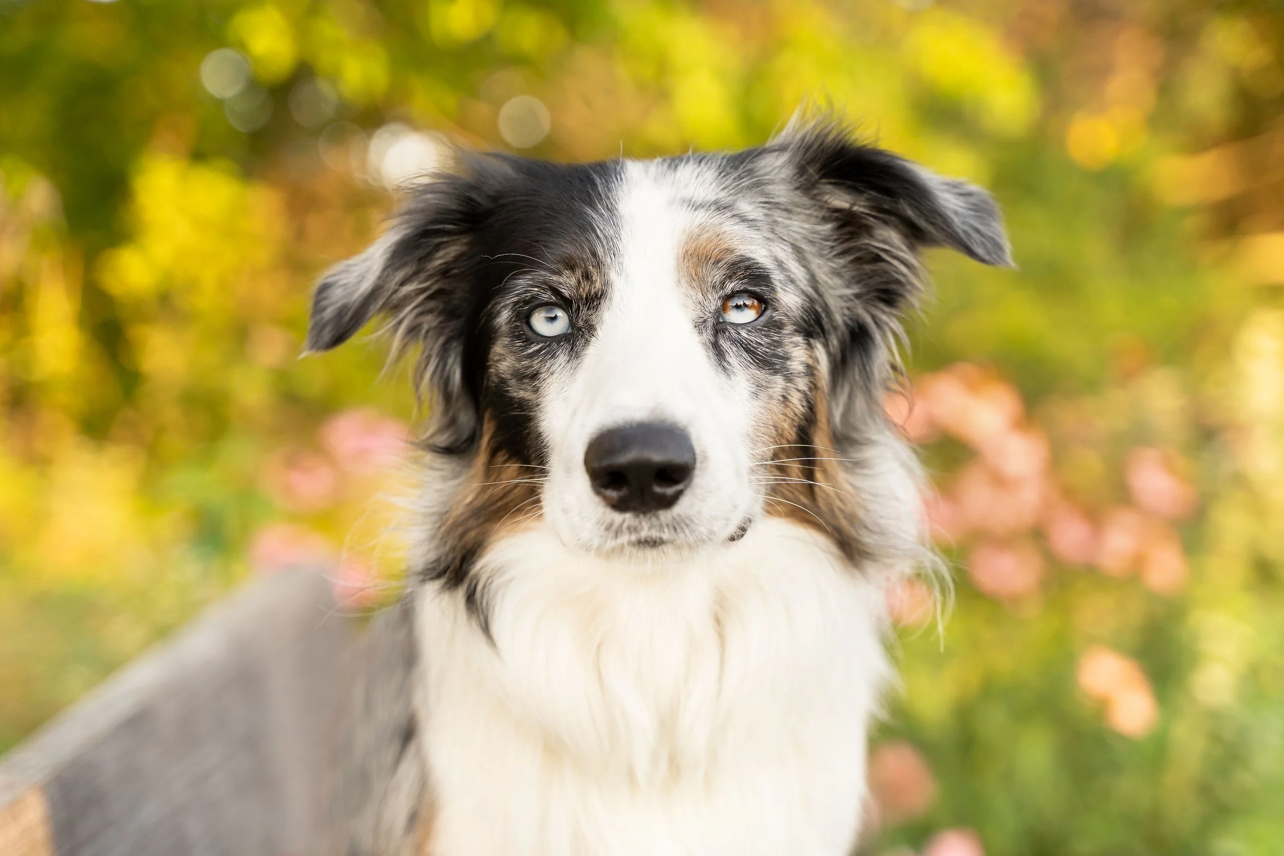 Halifax Dog Photographer - portfolio — Wet Nose Images