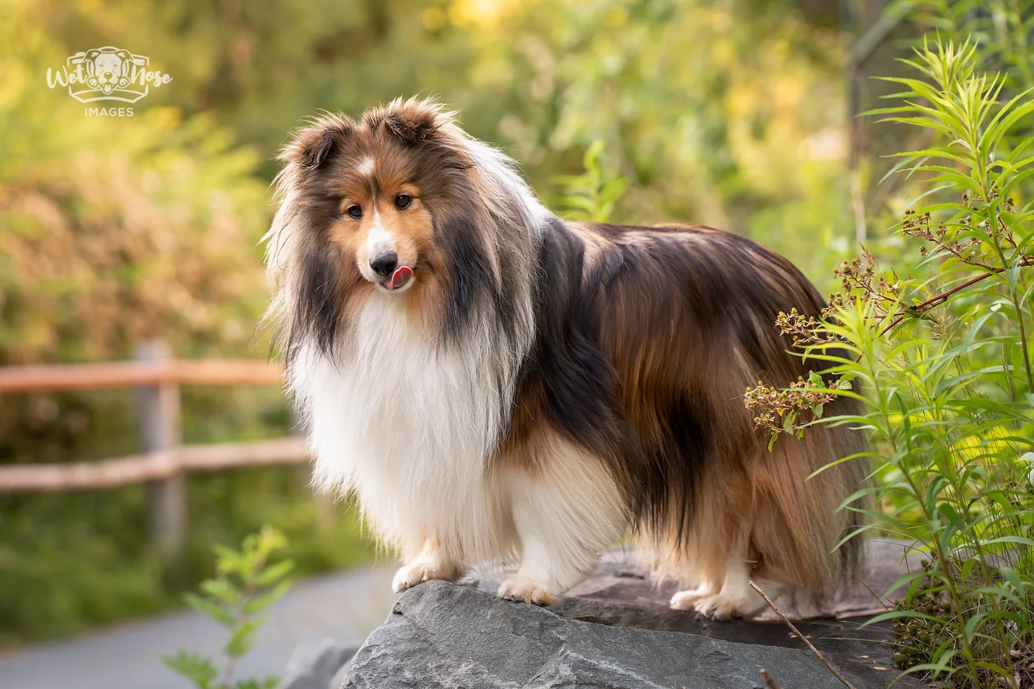 Halifax Dog Photographer - Blog — Wet Nose Images