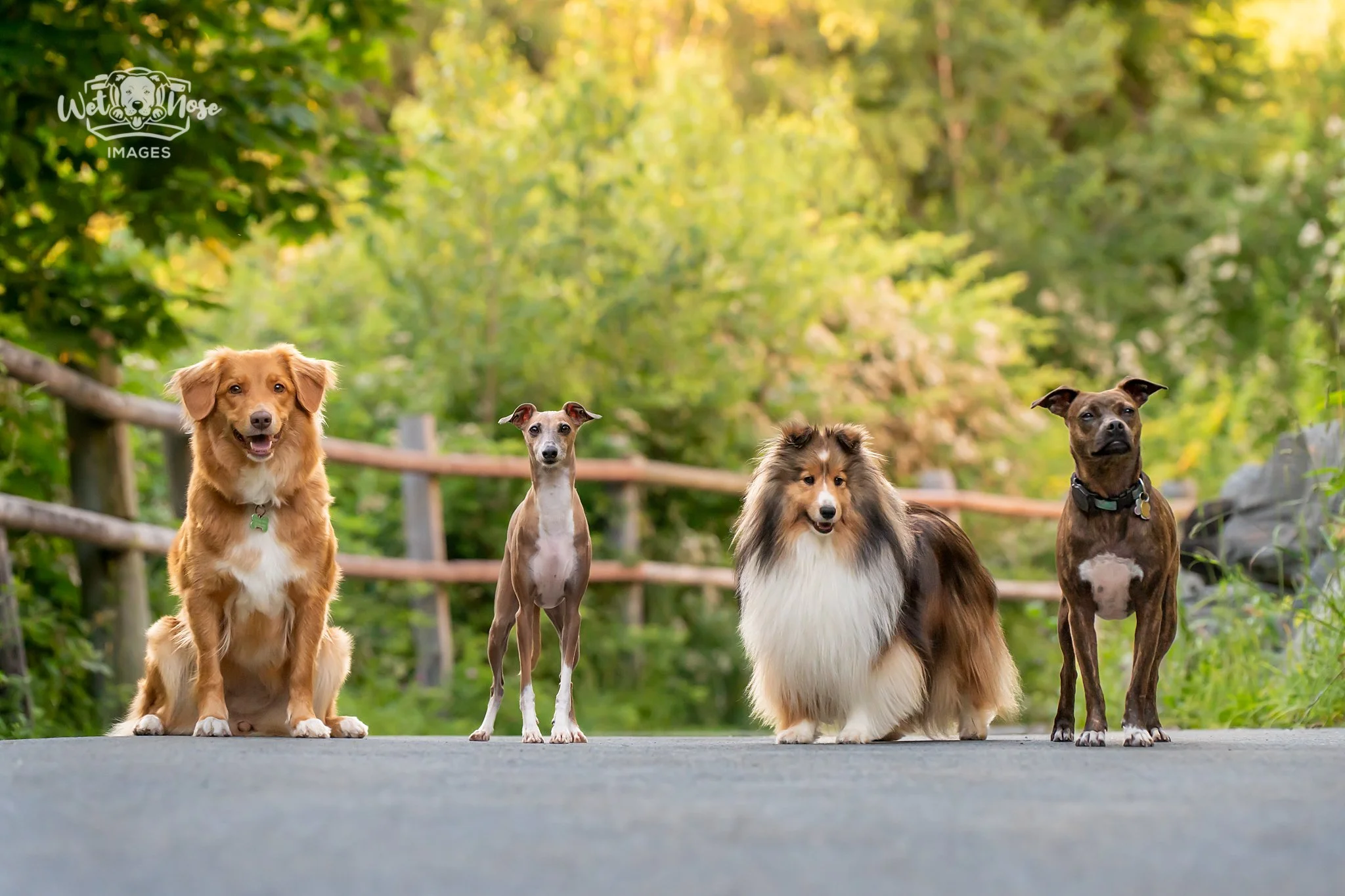 Halifax Dog Photographer - Blog — Wet Nose Images