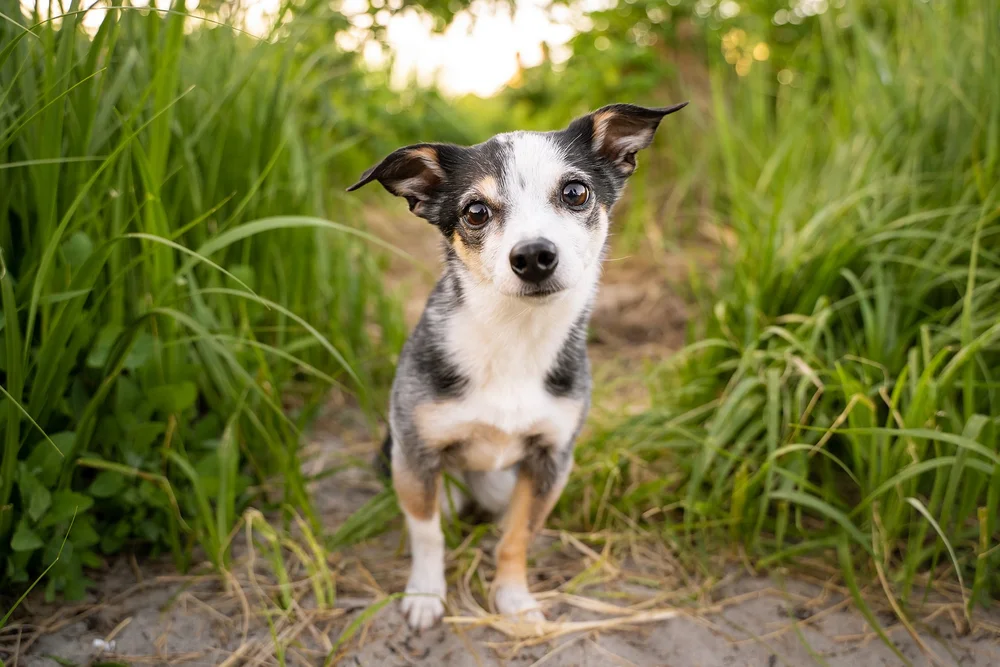 Halifax Dog Photographer - portfolio — Wet Nose Images