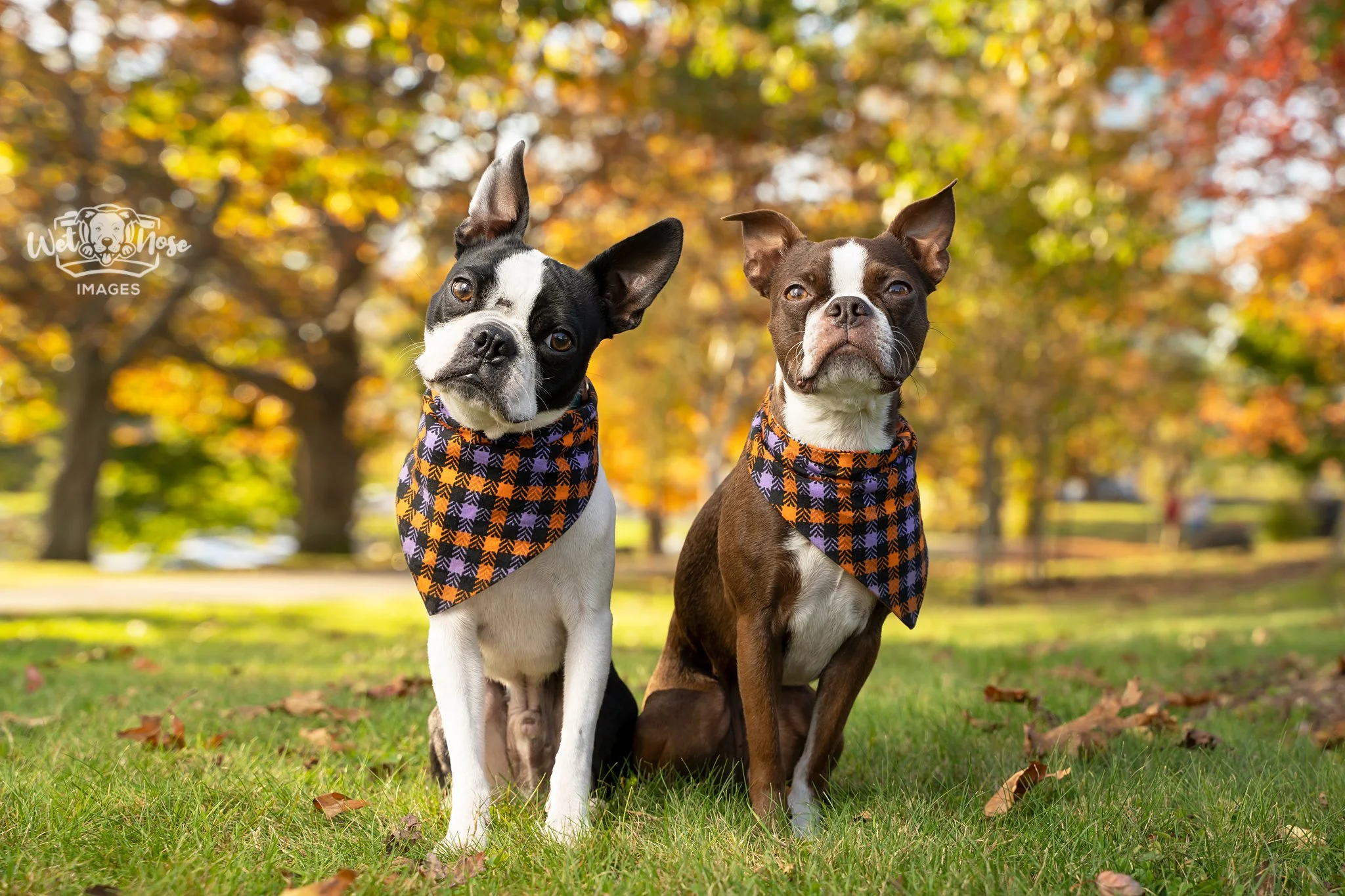 Halifax Dog Photographer - My Top Fall Walk (and Photo) Recommendations ...