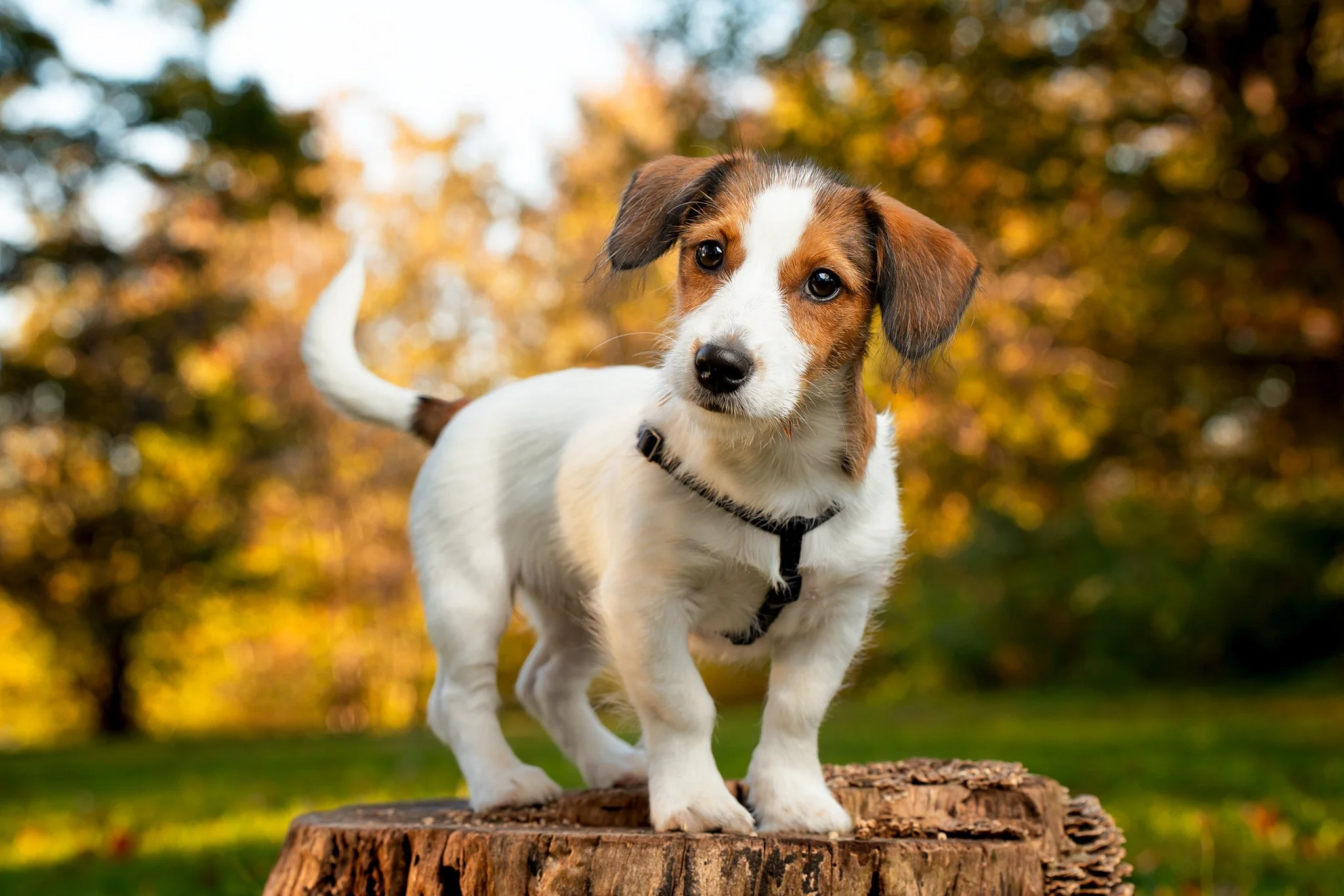 Halifax Dog Photographer - portfolio — Wet Nose Images