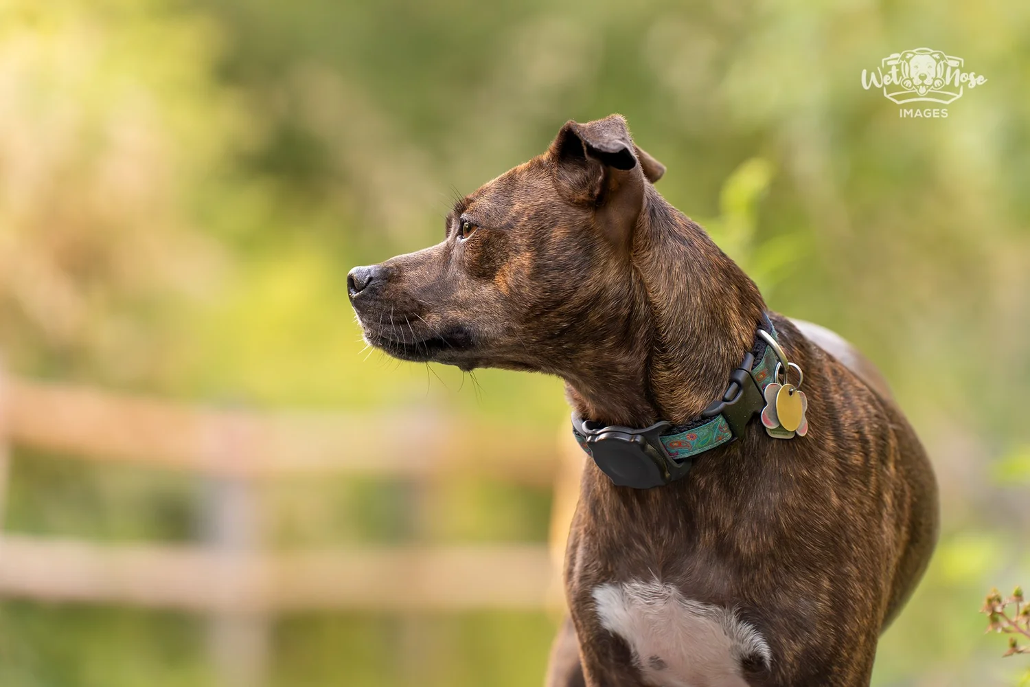 Halifax Dog Photographer - Blog — Wet Nose Images