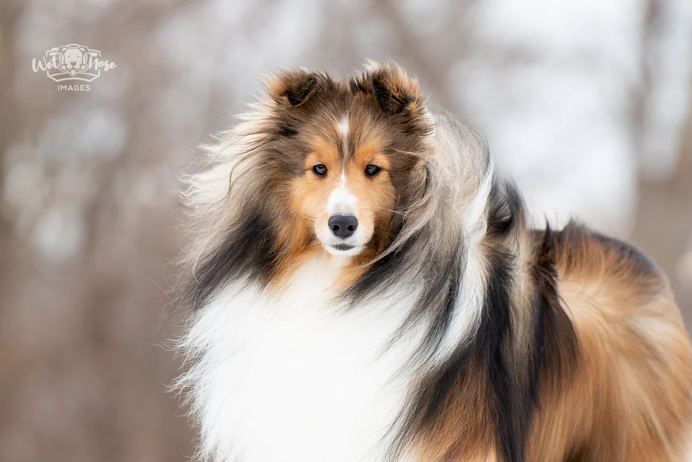 Halifax Dog Photographer - portfolio — Wet Nose Images