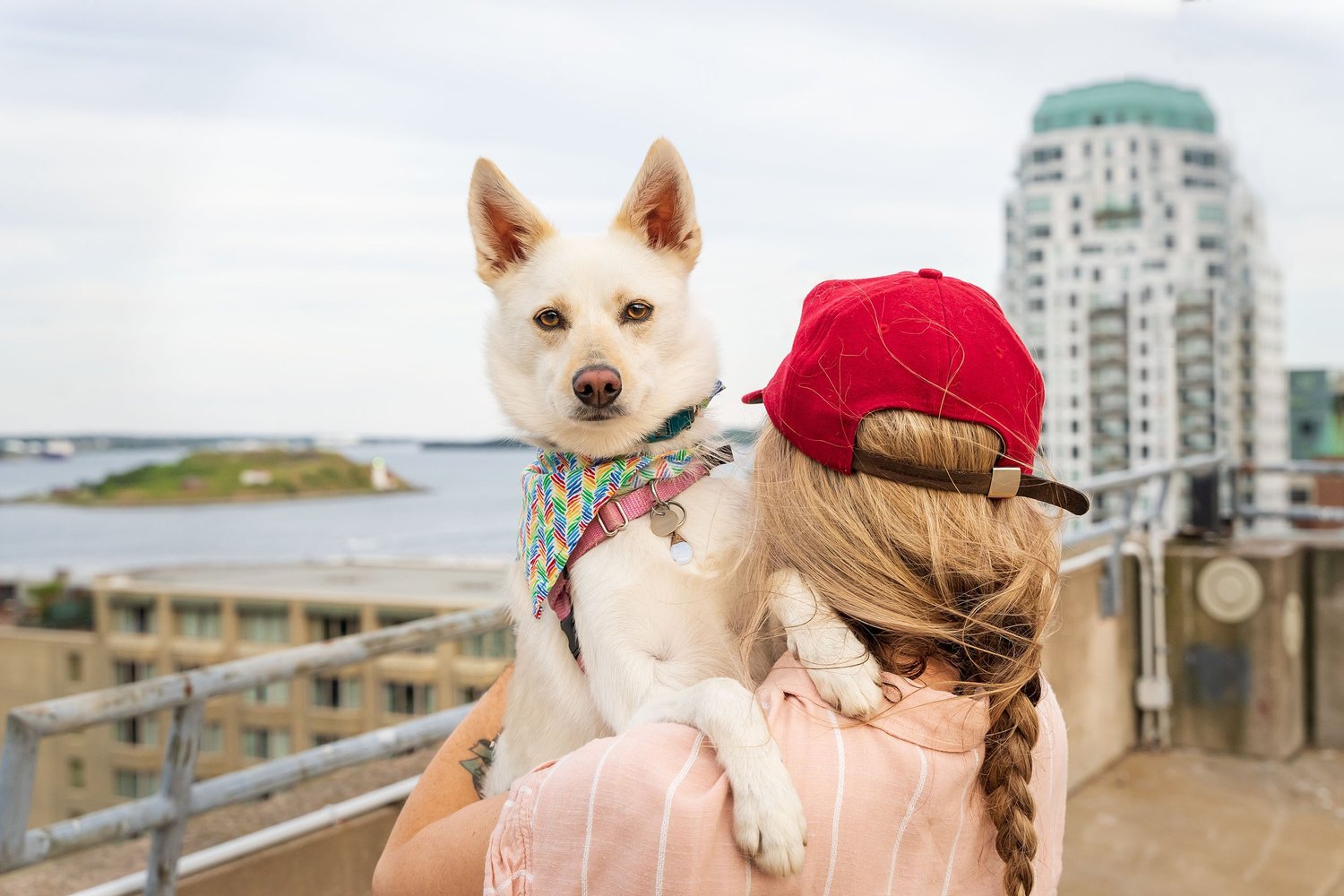 Halifax Dog Photographer - portfolio — Wet Nose Images