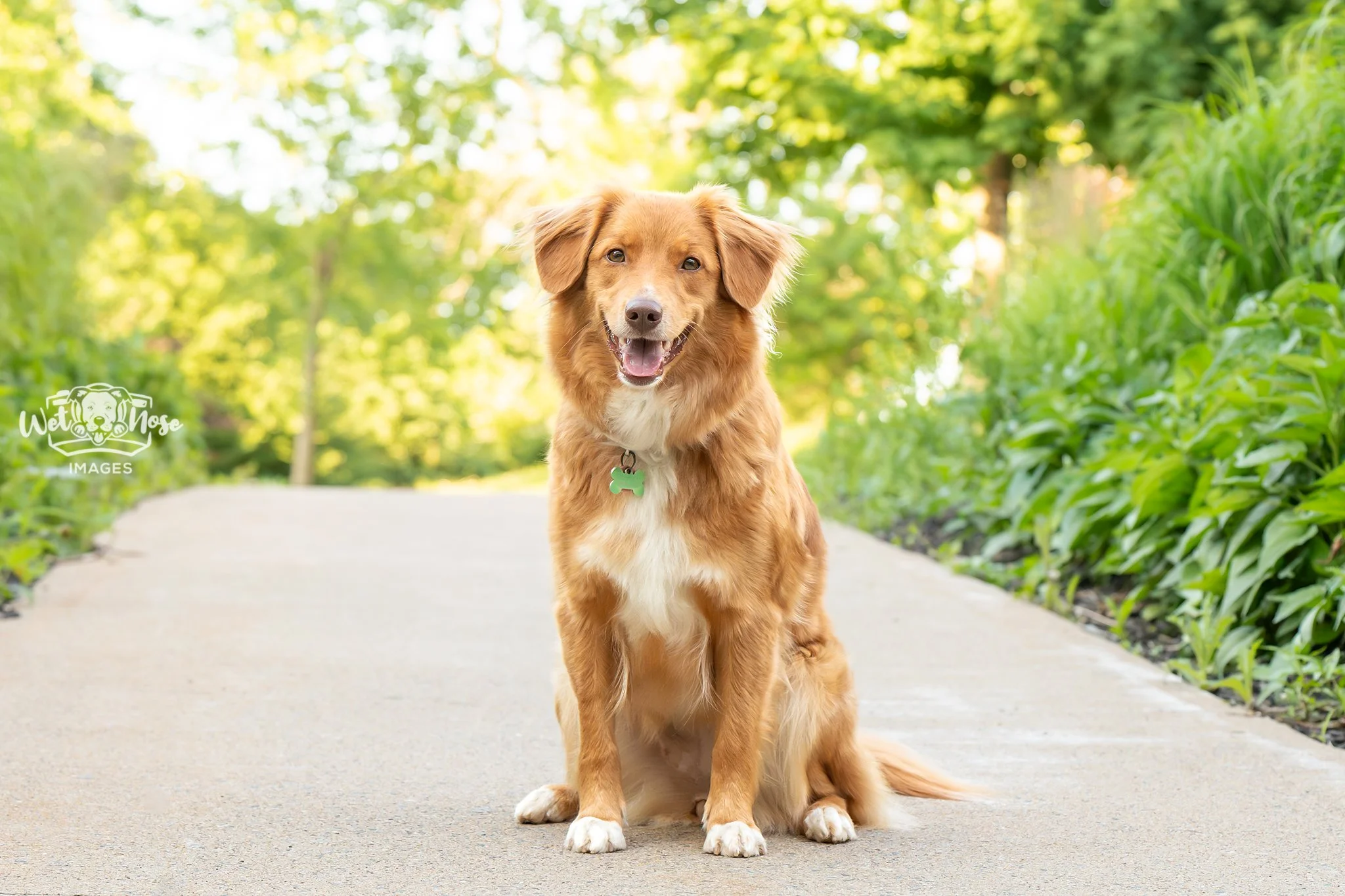Halifax Dog Photographer - Blog — Wet Nose Images