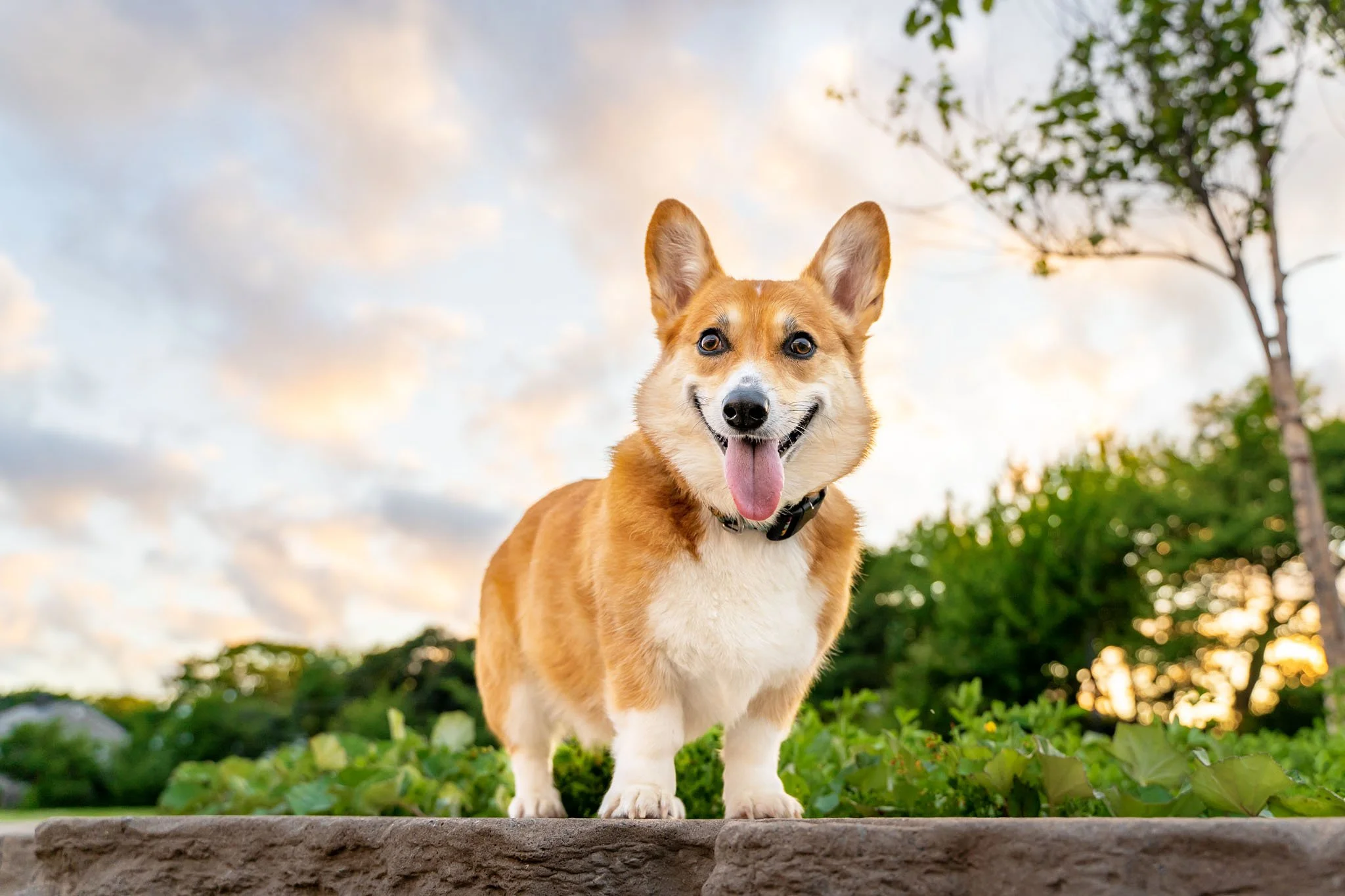 Halifax Dog Photographer - Up Ups | Embark Photography Challenge — Wet ...