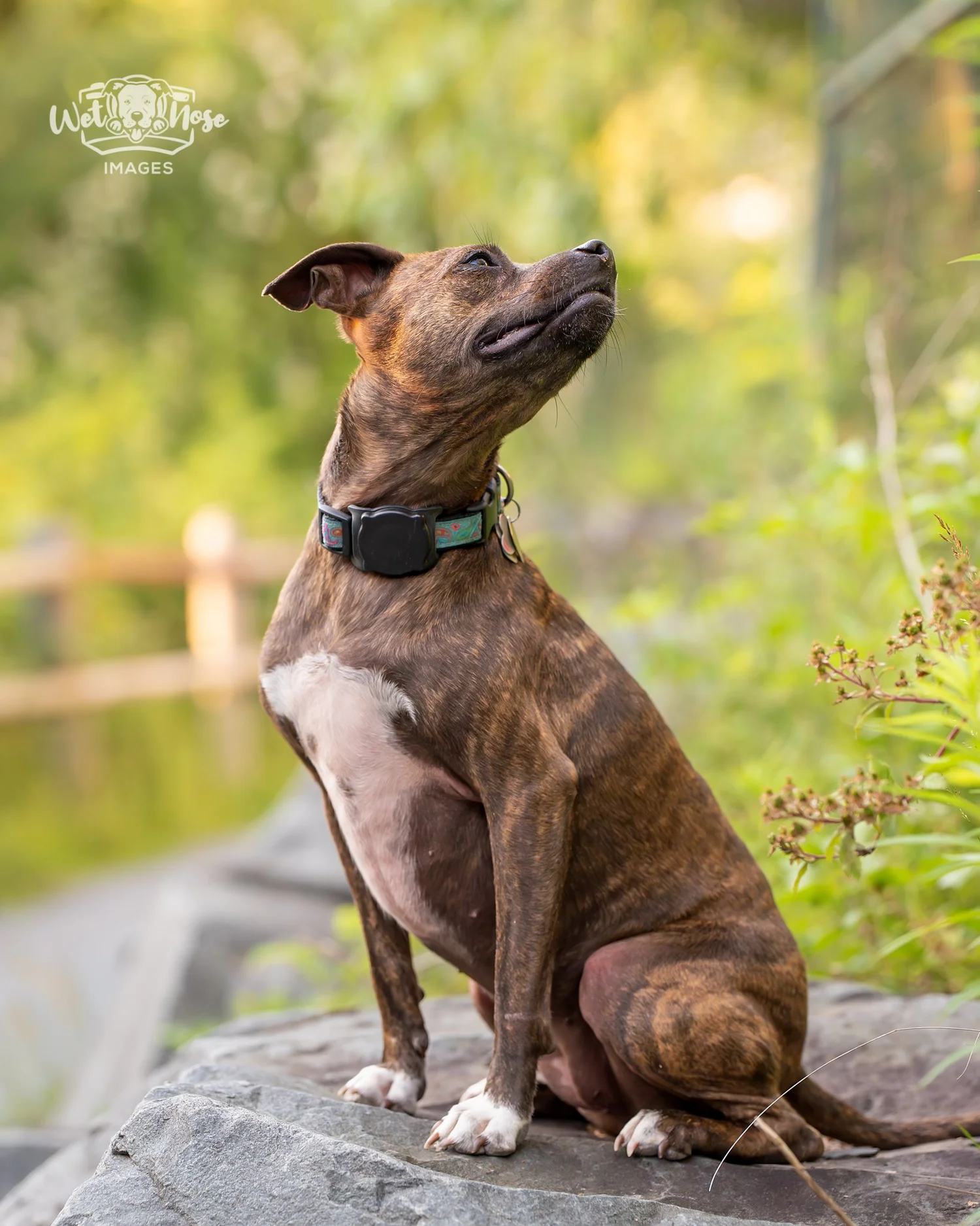 Halifax Dog Photographer - Blog — Wet Nose Images