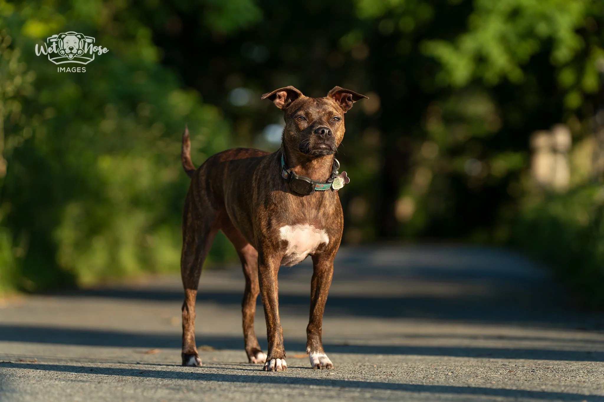 Halifax Dog Photographer - Blog — Wet Nose Images
