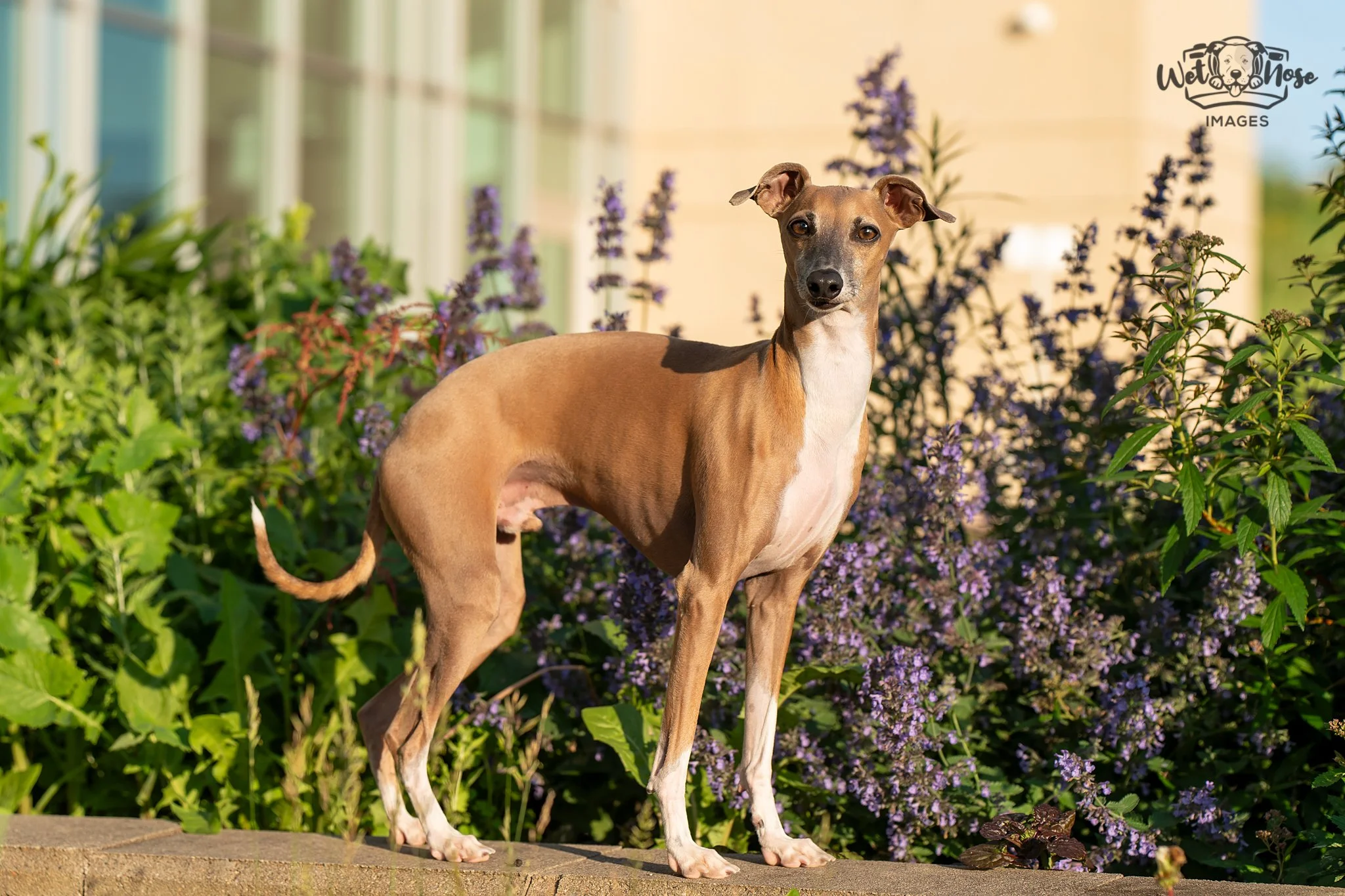 Halifax Dog Photographer - Blog — Wet Nose Images