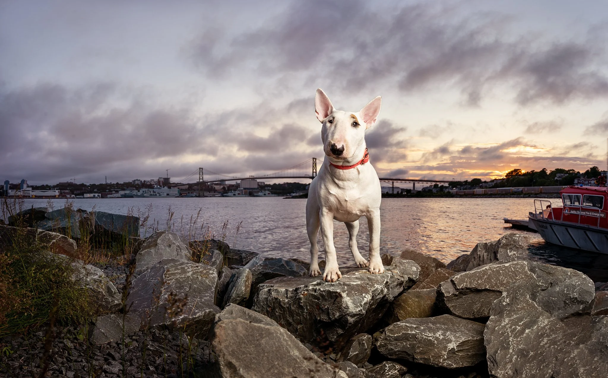 Halifax Dog Photographer - portfolio — Wet Nose Images