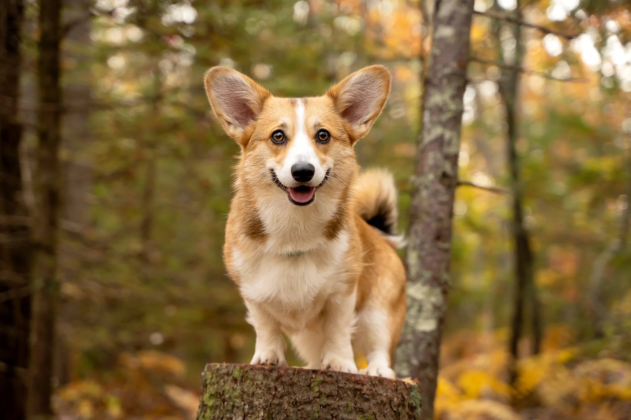 Halifax Dog Photographer - portfolio — Wet Nose Images